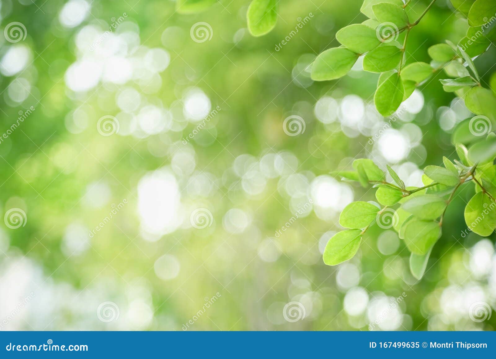 Close Up of Nature View Green Leaf on Blurred Greenery Background Under ...