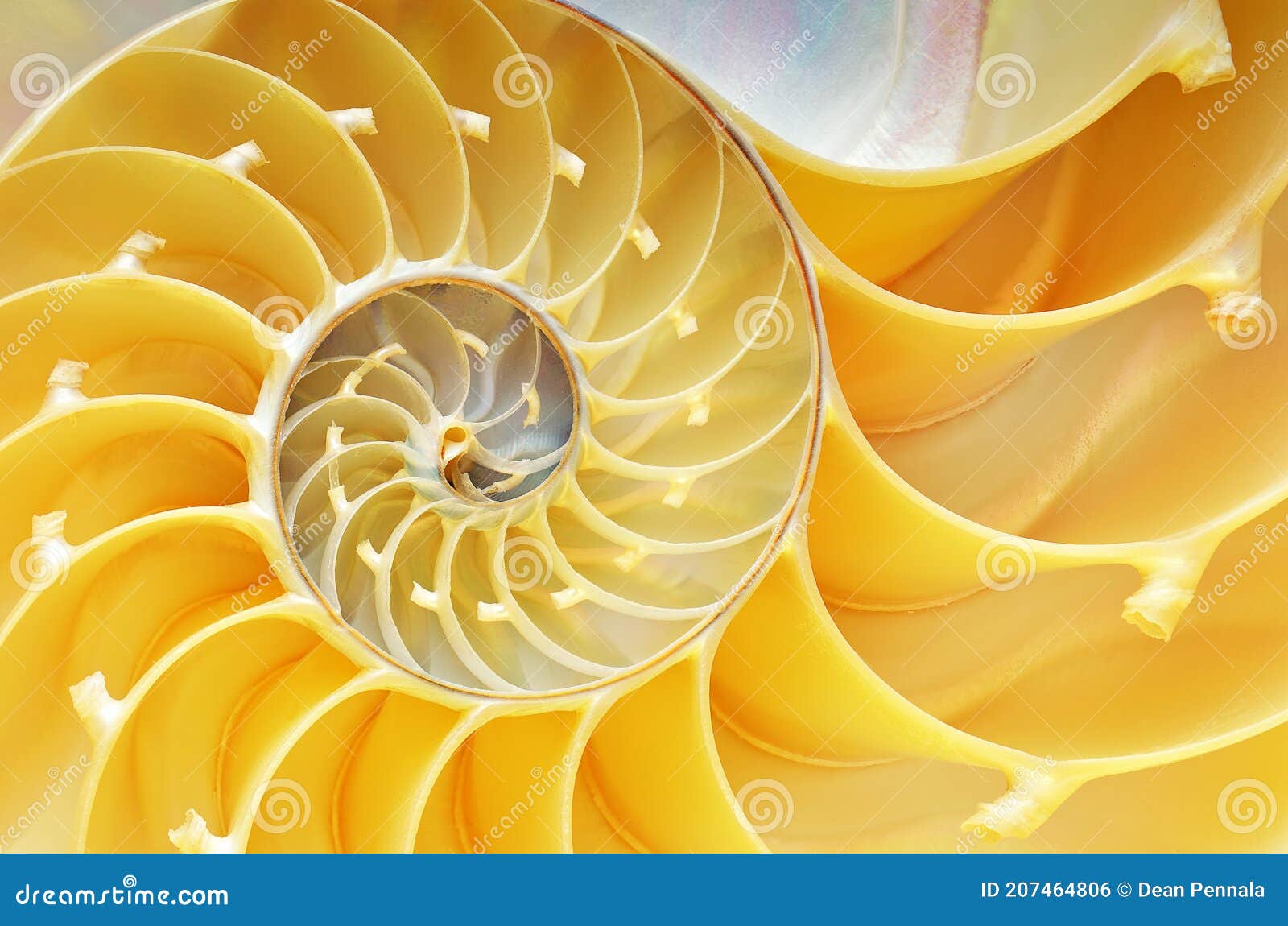 Close-up of a Nautilus Shell Stock Photo - Image of animal, curve ...