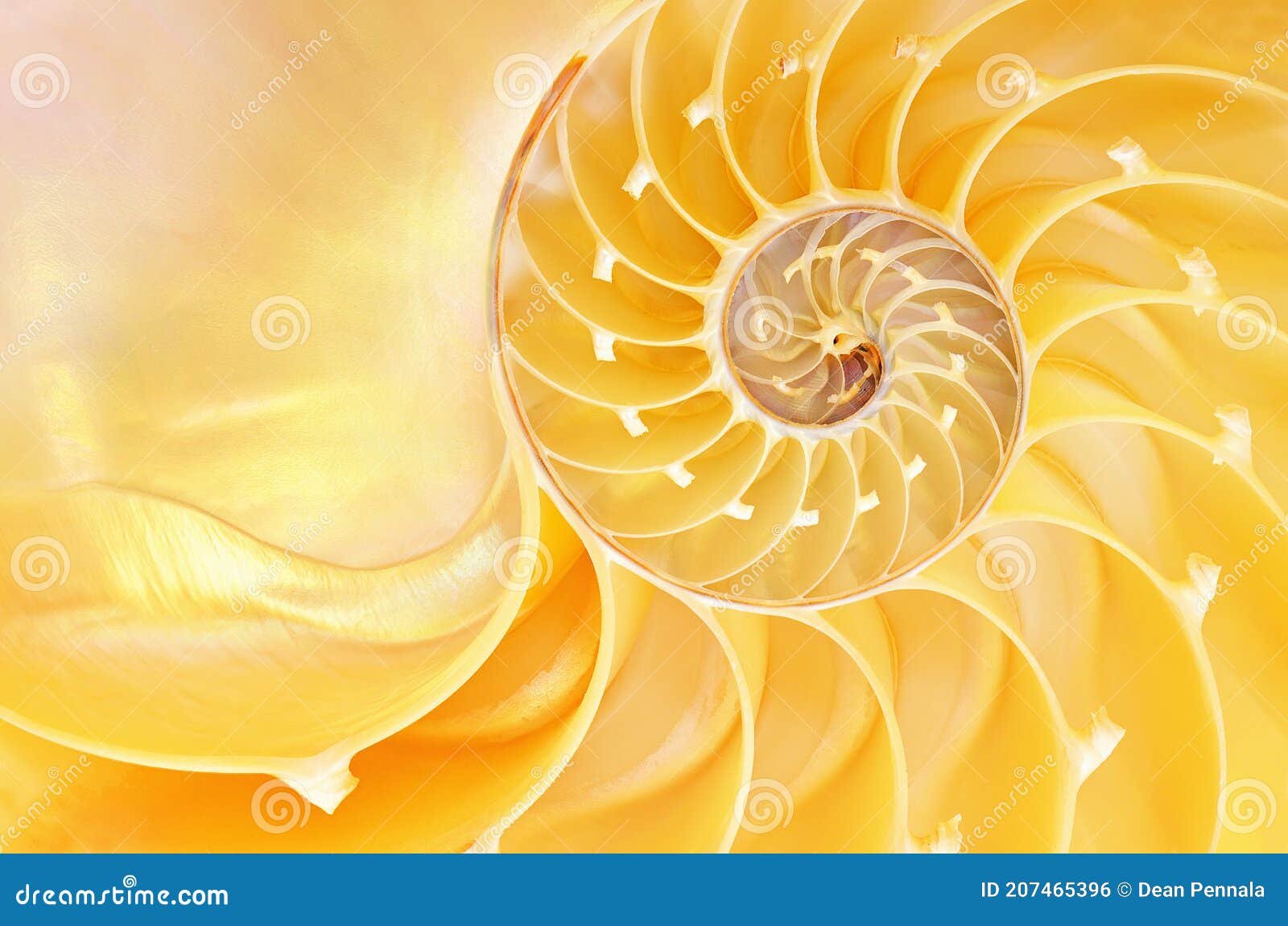 Nautilus Color Royalty-Free Stock Photo | CartoonDealer.com #883557