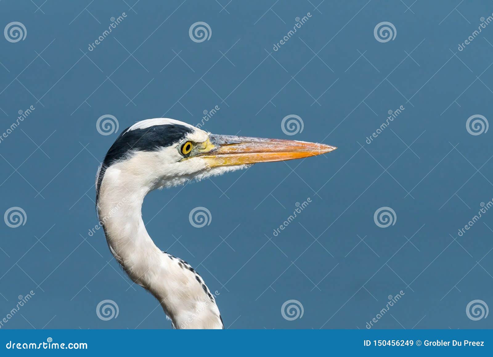 Close-up of Neck and Face of a Grey Heron Stock Image - Image of adult ...