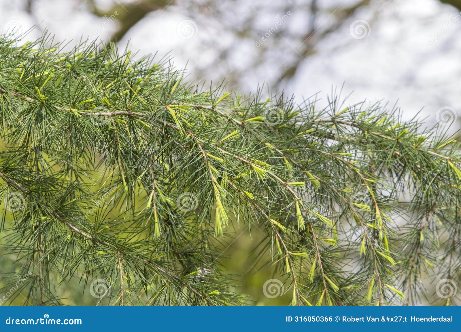 Close Up Needles of a Cedrus Deodara Tree at Amsterdam the Netherlands ...