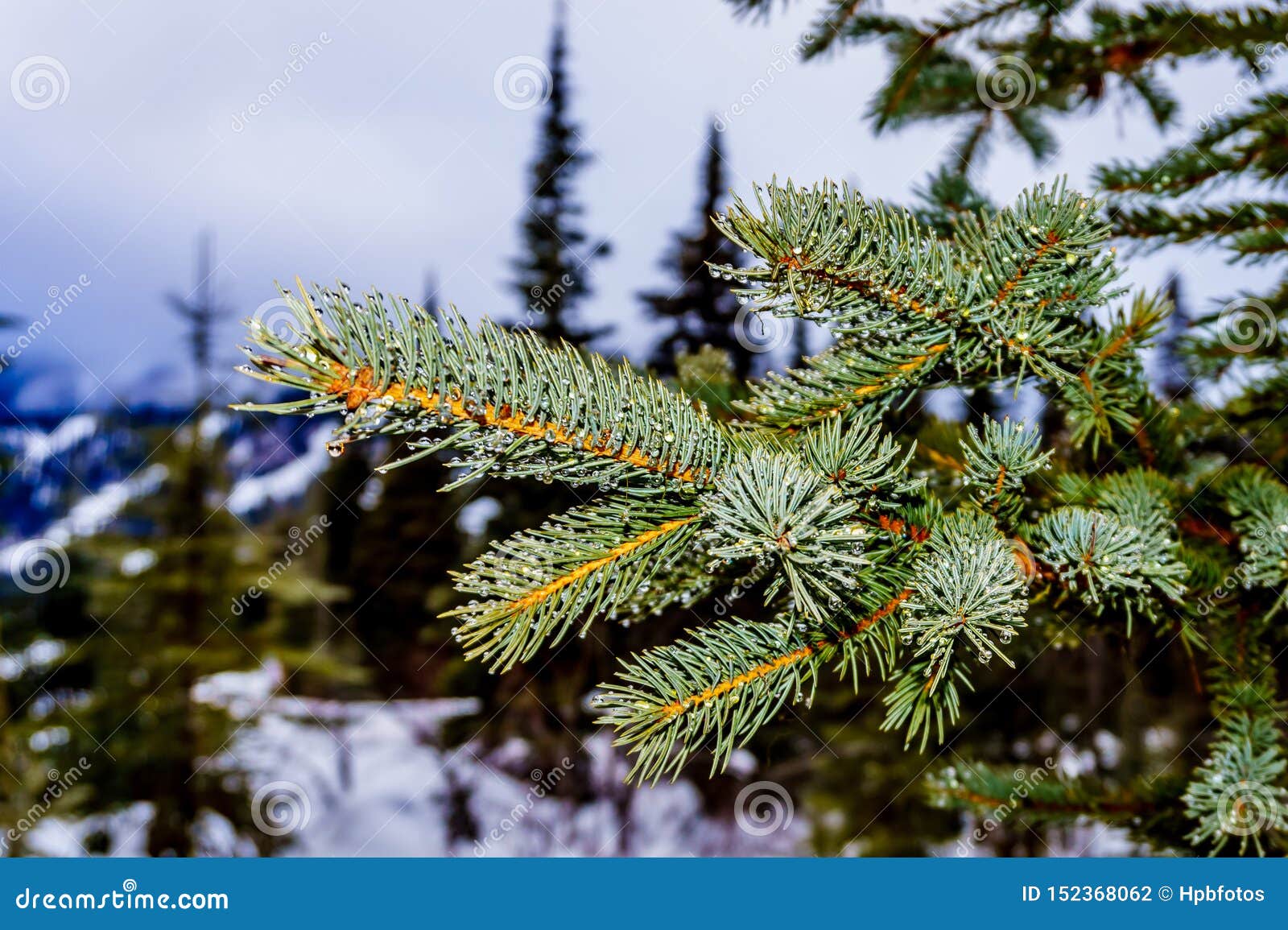 Close Up of the Needles on a Blue Spruce Conifer Tree Stock Photo ...