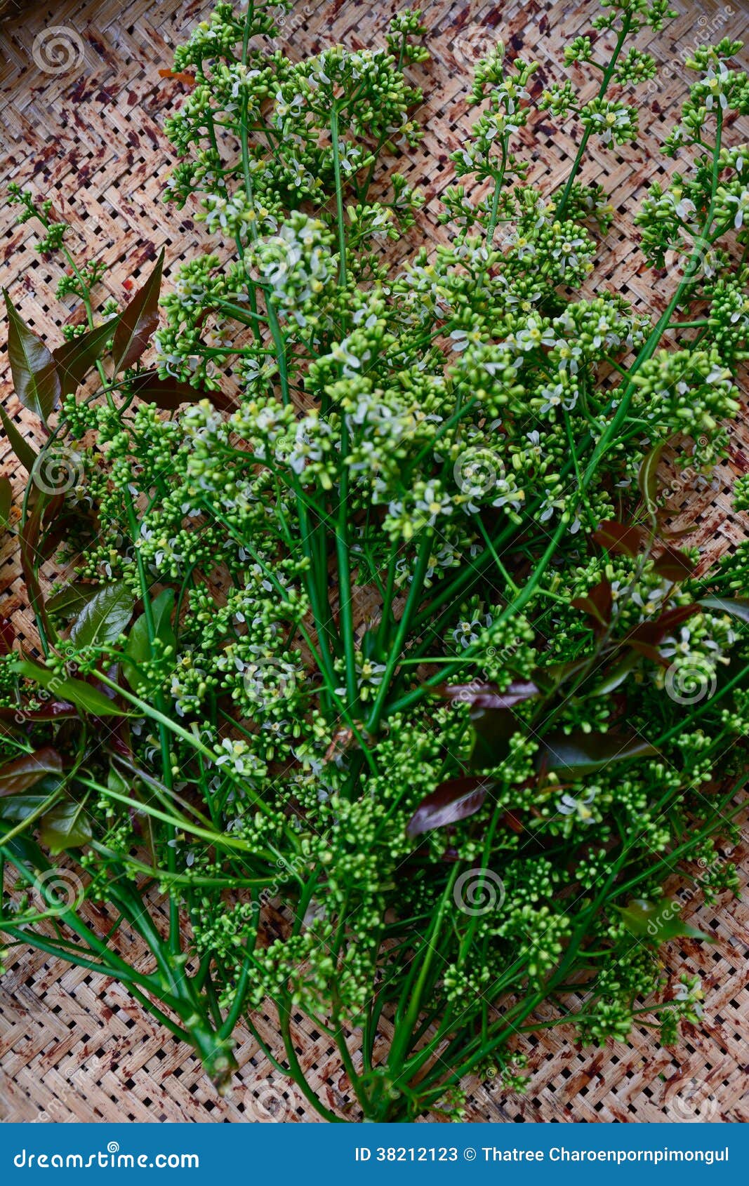 Close-up Neem Leaves and Flowers Stock Image - Image of margosa, indica ...
