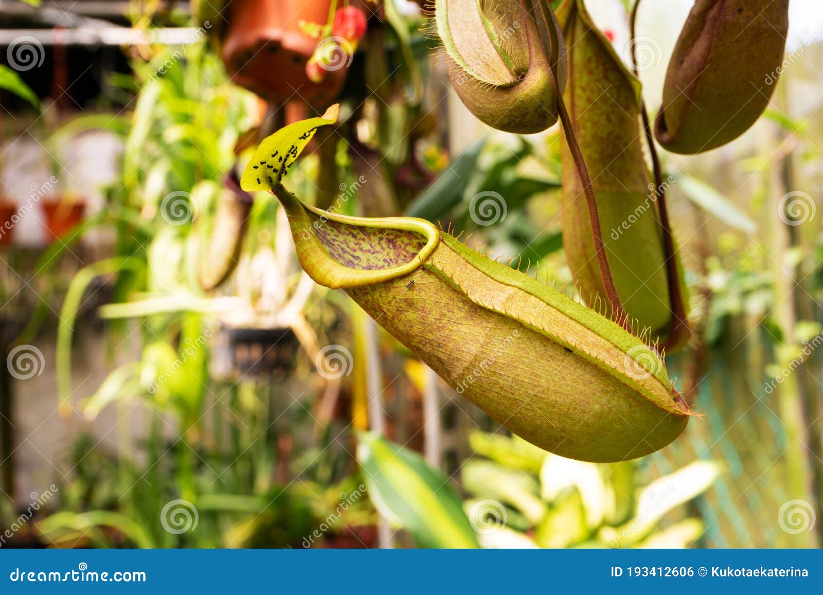 Close Up Nepenthes Plant in the Cloud Forest Stock Photo - Image of ...