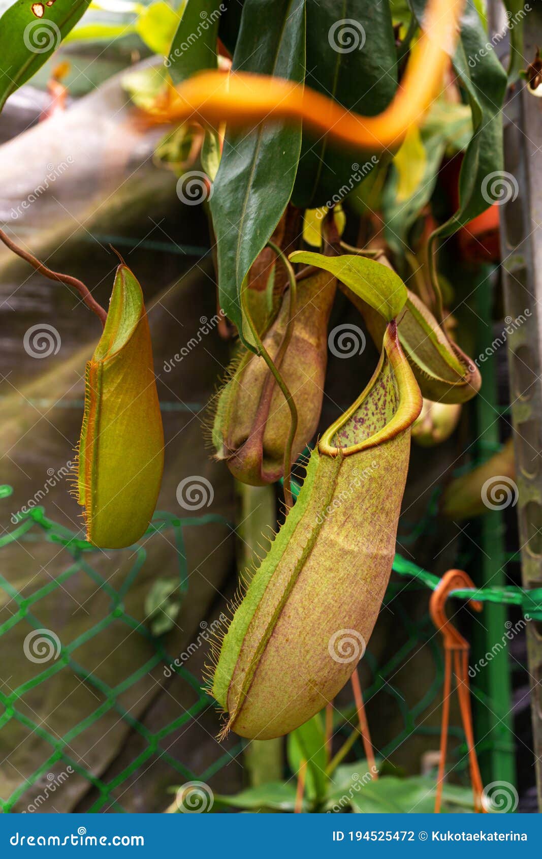 Close Up Nepenthes Plant in the Cloud Forest Stock Photo - Image of ...