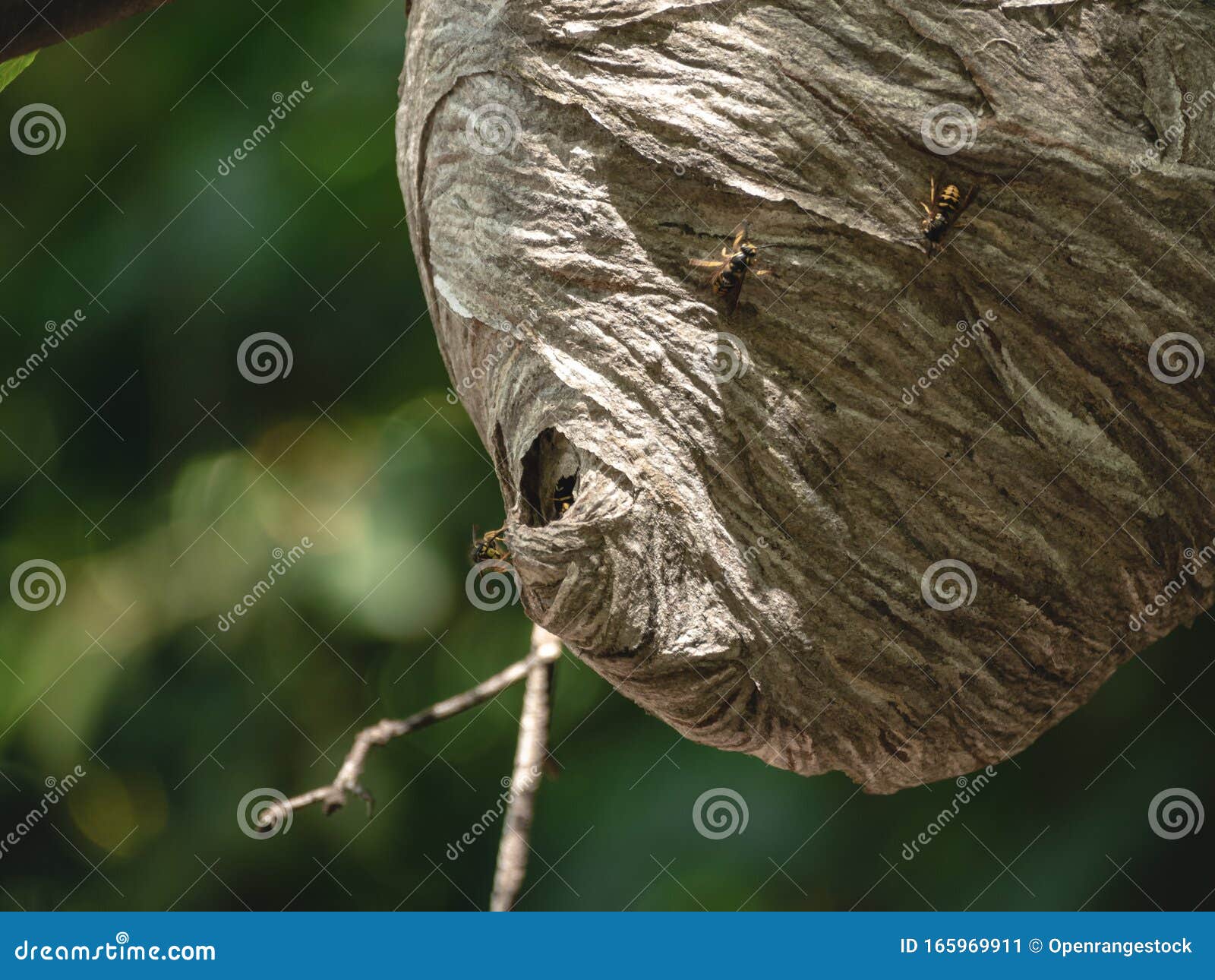 Close Up Nest of Paper Wasp Colony Stock Image - Image of home, life ...