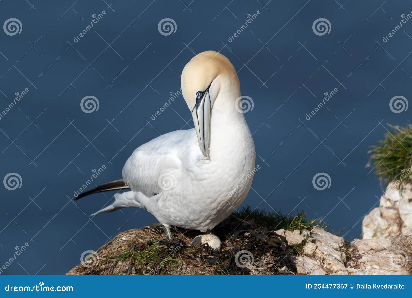 Close Up of a Nesting Northern Gannet with Egg Stock Image - Image of ...