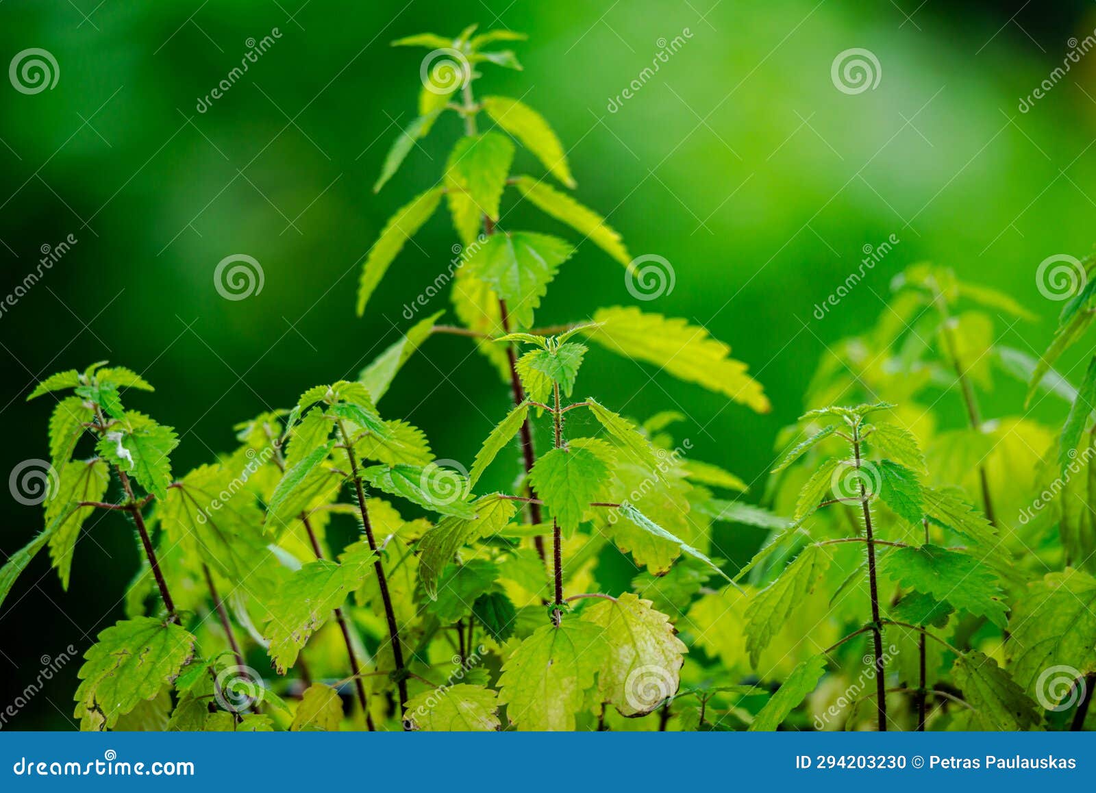 Close-up Nettle Plant in Green Background Stock Photo - Image of health ...