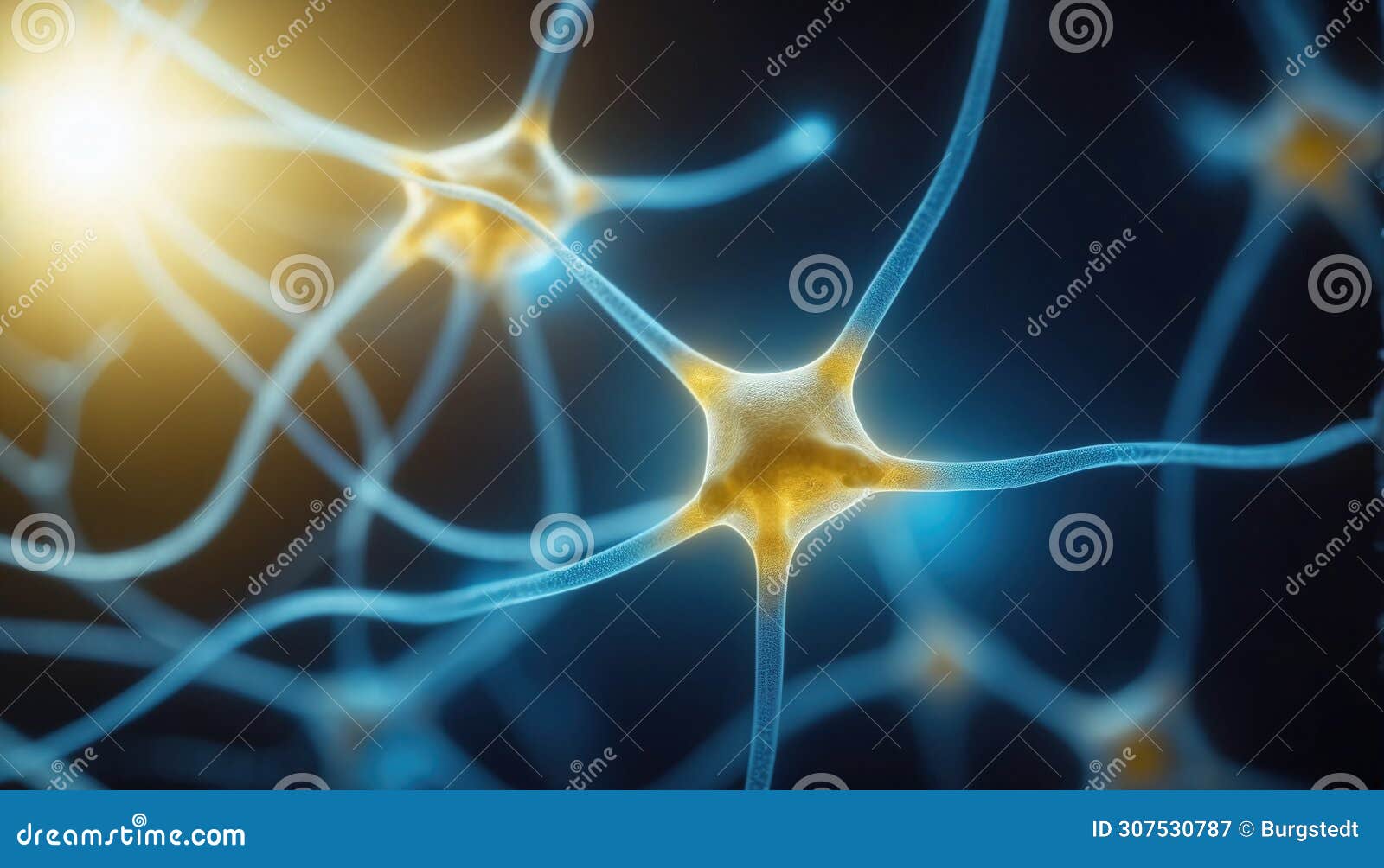 Close-up of a Neuron or Nerve Cell Integrated in the Neuronal Network ...