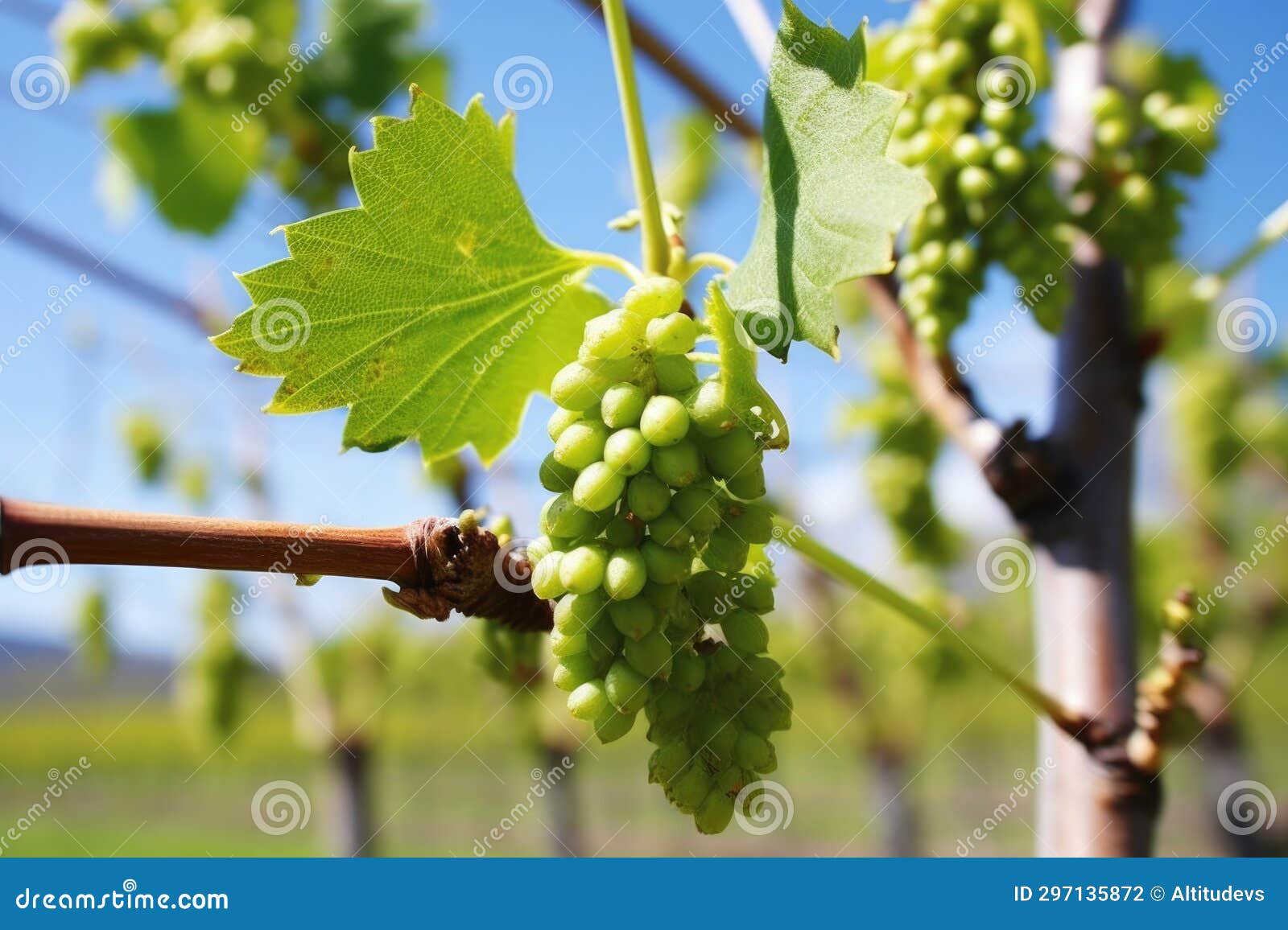 Close-up of New Grape Buds Sprouting in Spring Stock Photo - Image of ...