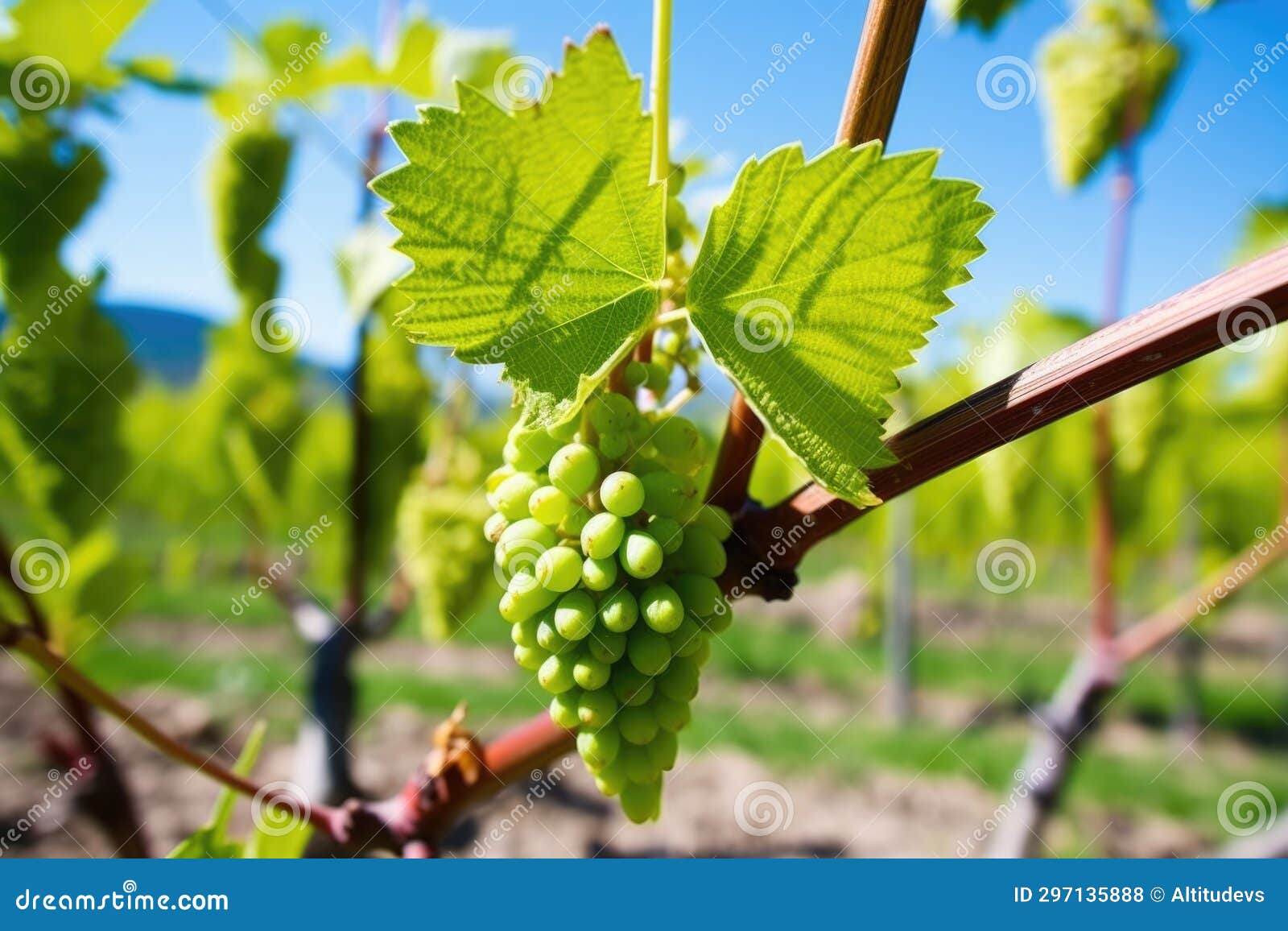 Close-up of New Grape Buds Sprouting in Spring Stock Photo - Image of ...
