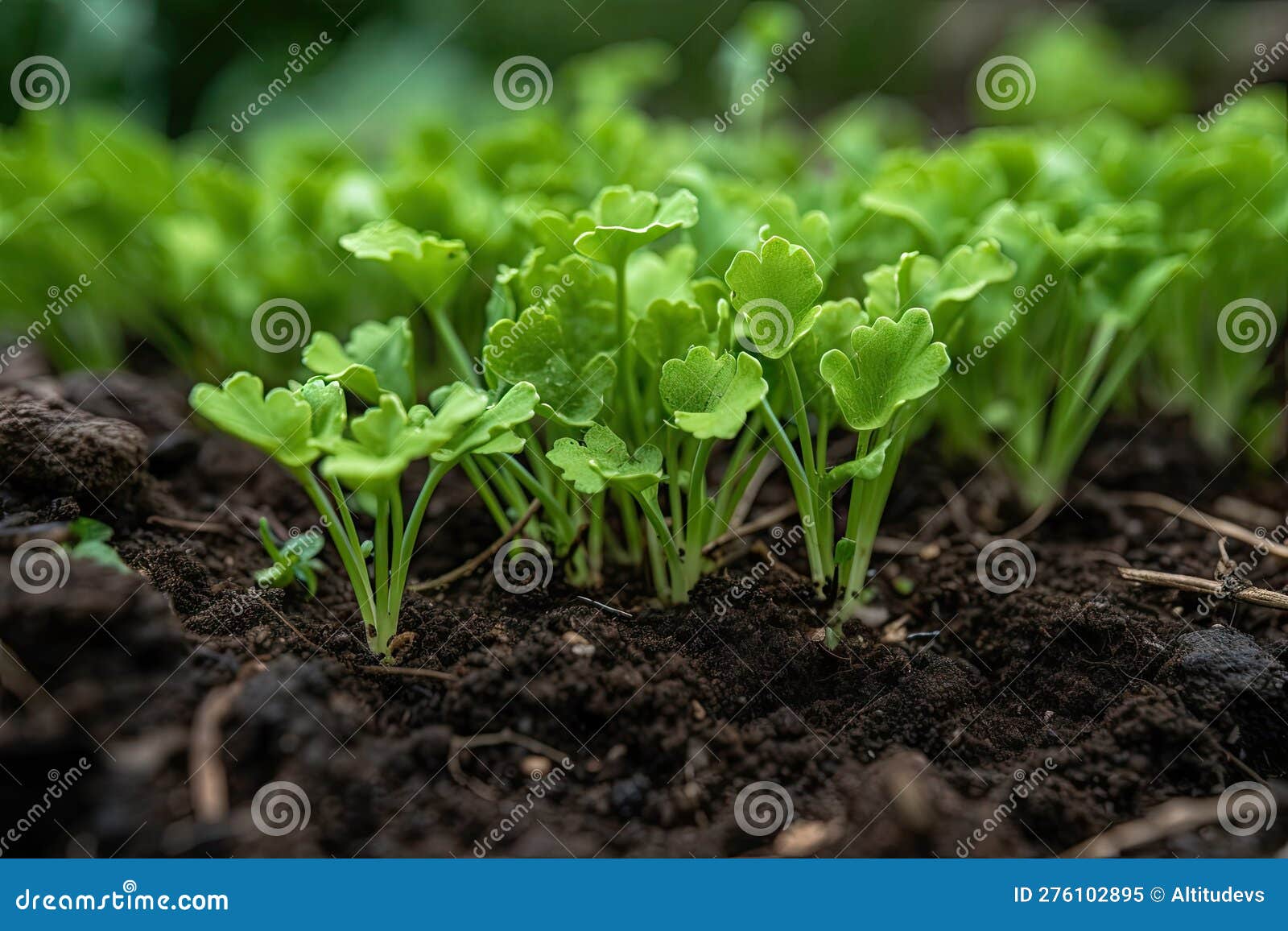 Close-up of New Green Shoots Emerging from the Soil Stock Image - Image ...