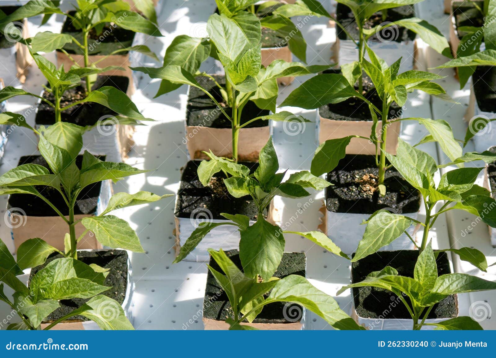 Close Up New Leaf ,young Seedlings of Chilli on Tray Stock Photo ...