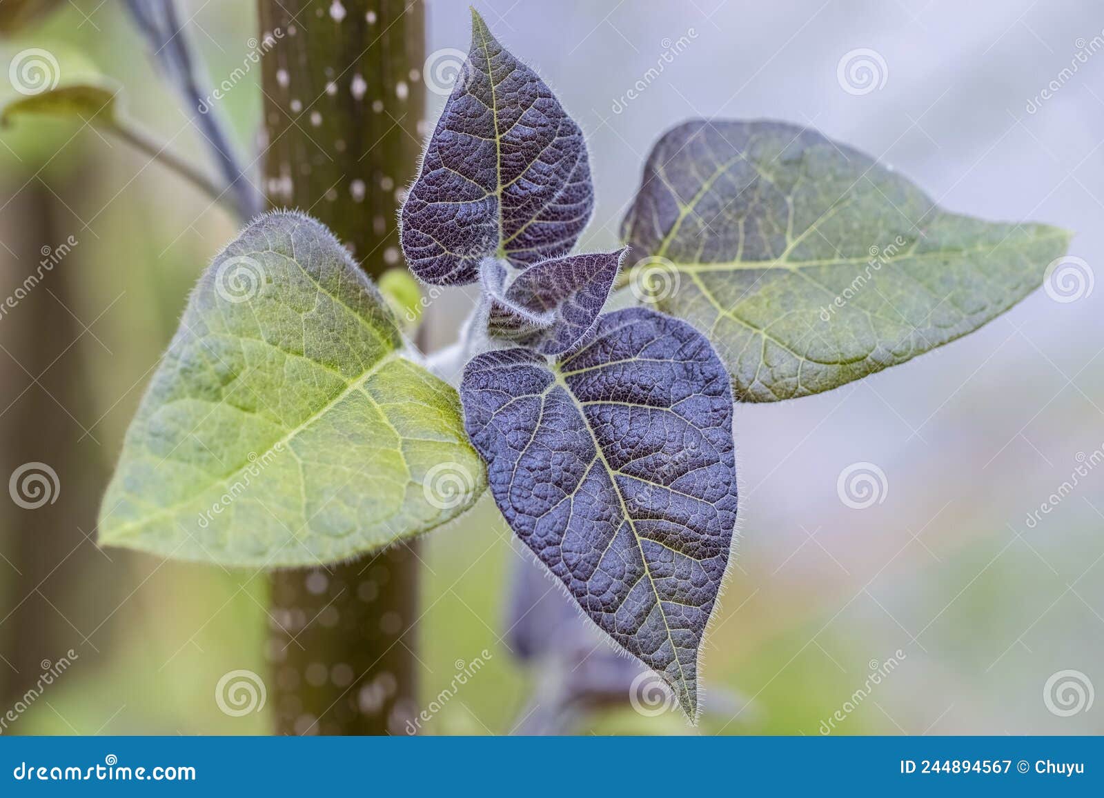 Small Paulownia Fast Growing Tall Deciduous Tree With Large Heart ... Small Paulownia Fast Growing Tall Deciduous Tree With Large Heart ...