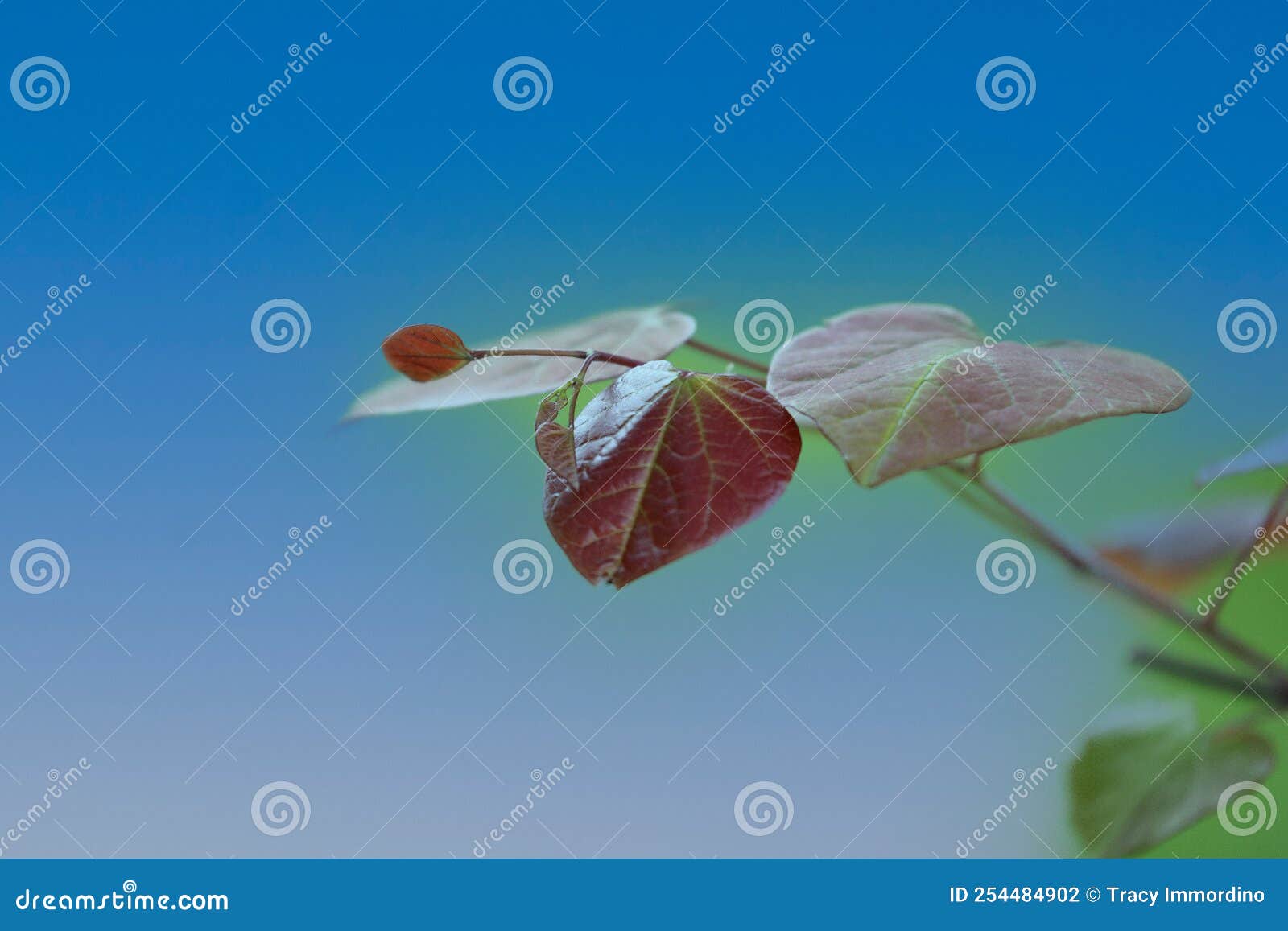 Close Up of New Red Colored Leaves of a Flame Thrower Redbud Tree ...