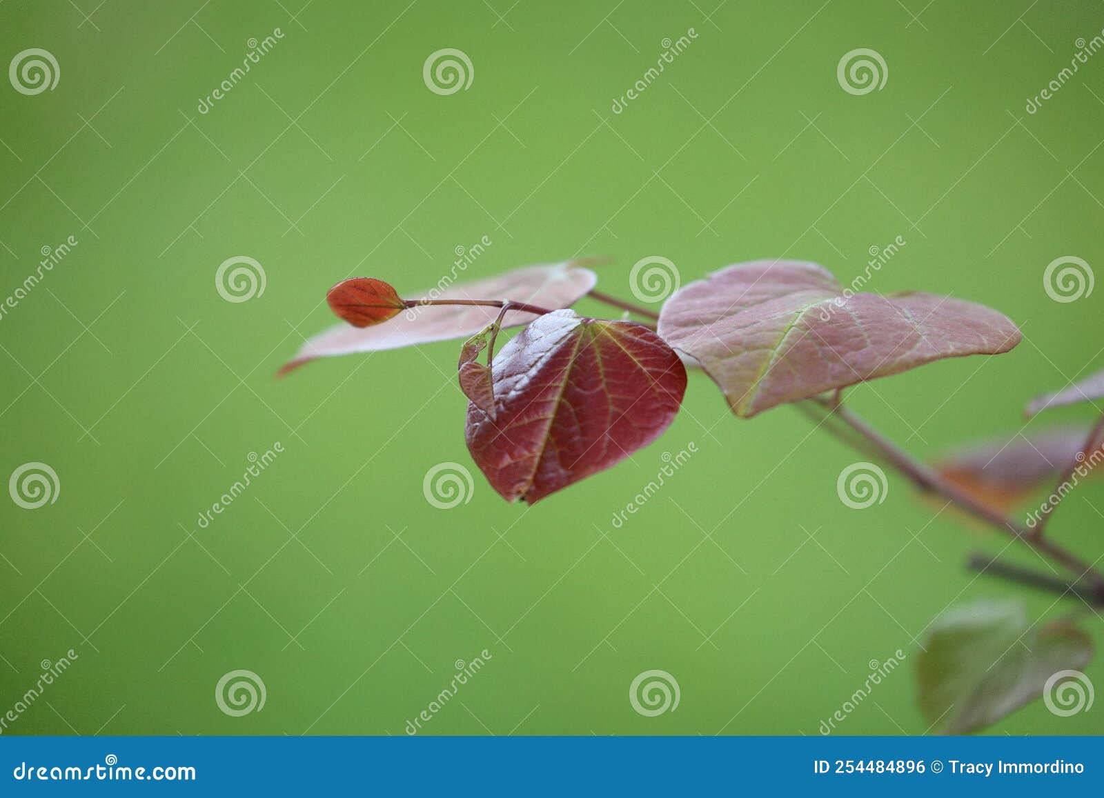 Close Up of New Red Colored Leaves of a Flame Thrower Redbud Tree ...