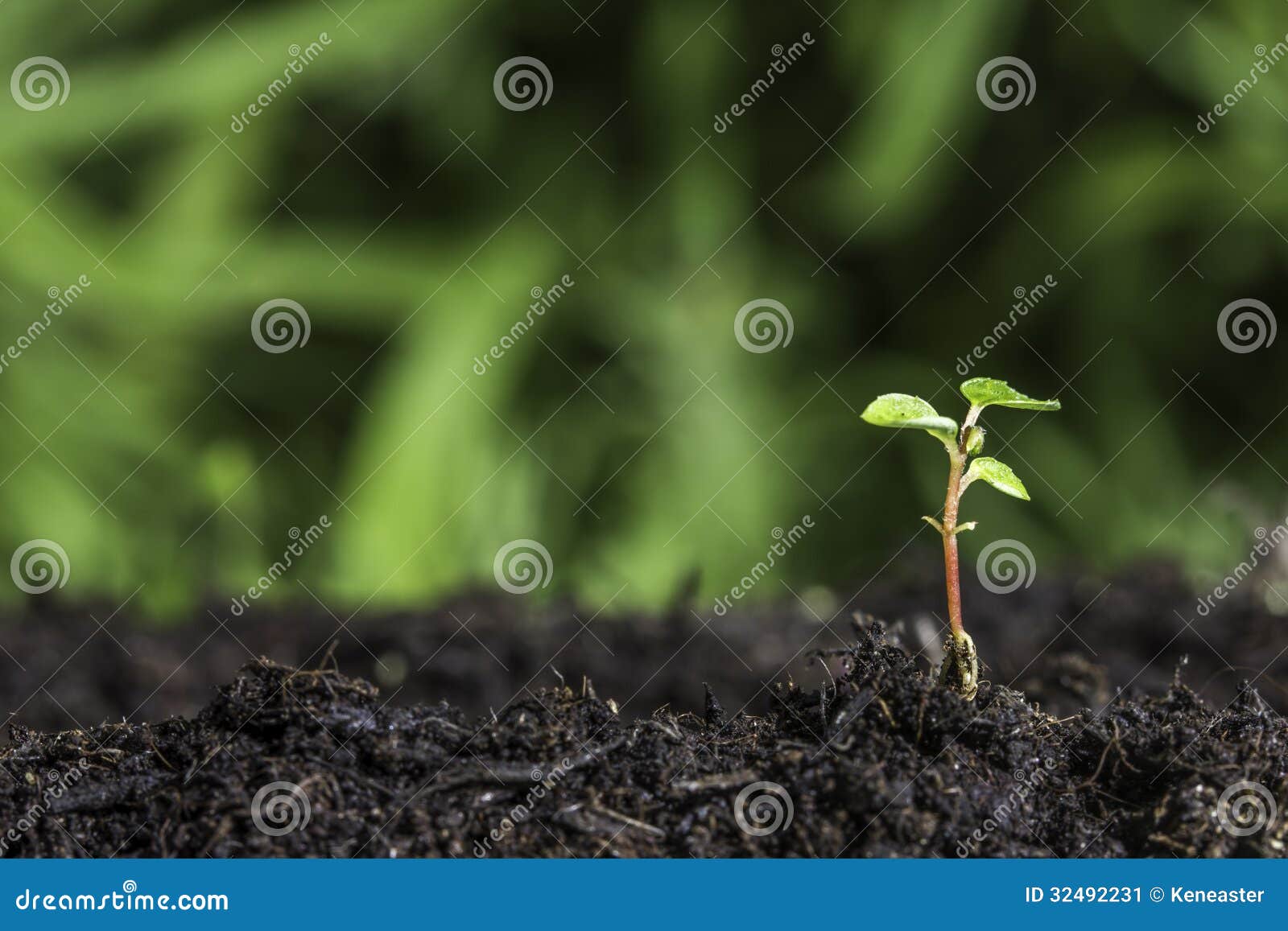 Close Up of New Seedling Sprouting from the Ground with Vivid Green ...