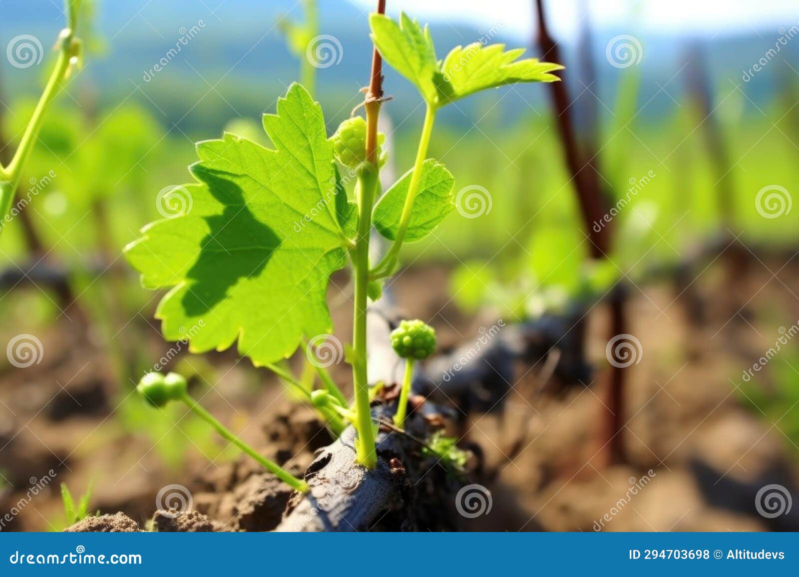Close-up of New Vine Shoots in a Vineyard Stock Photo - Image of plants ...