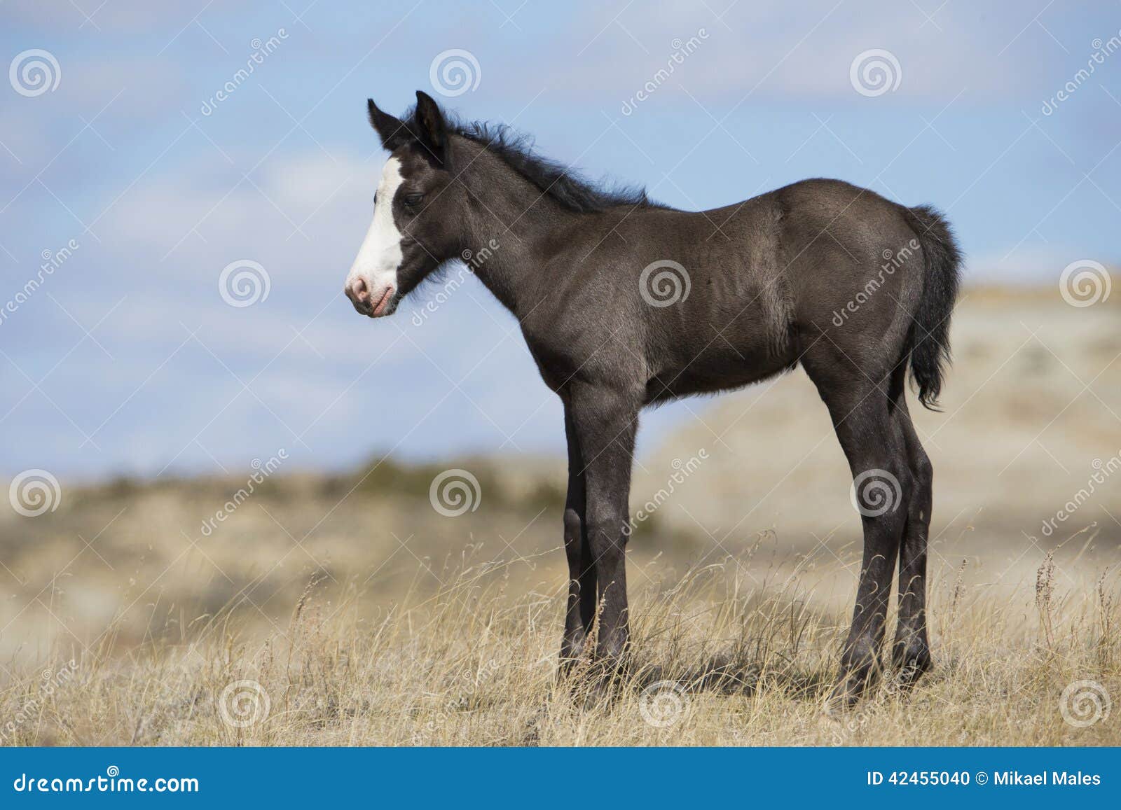 Close-up of newborn colt stock photo. Image of north - 42455040