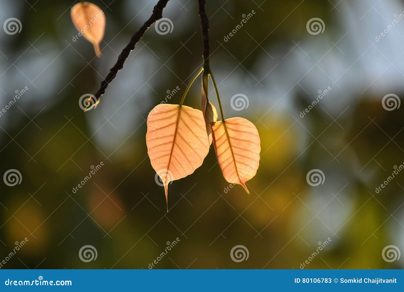 Close Up Newborn in Fresh Morning ,, Leaf, Life, Macro Stock Image ...