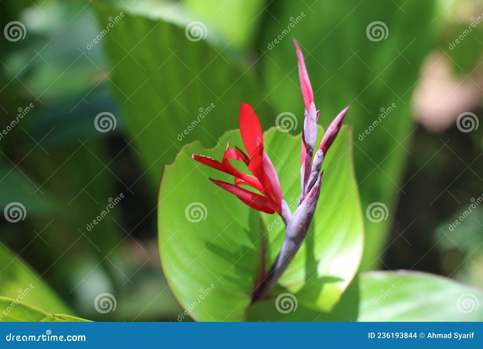 Close Up of the Newly Emerging Torch Ginger Flower Buds Stock Photo ...