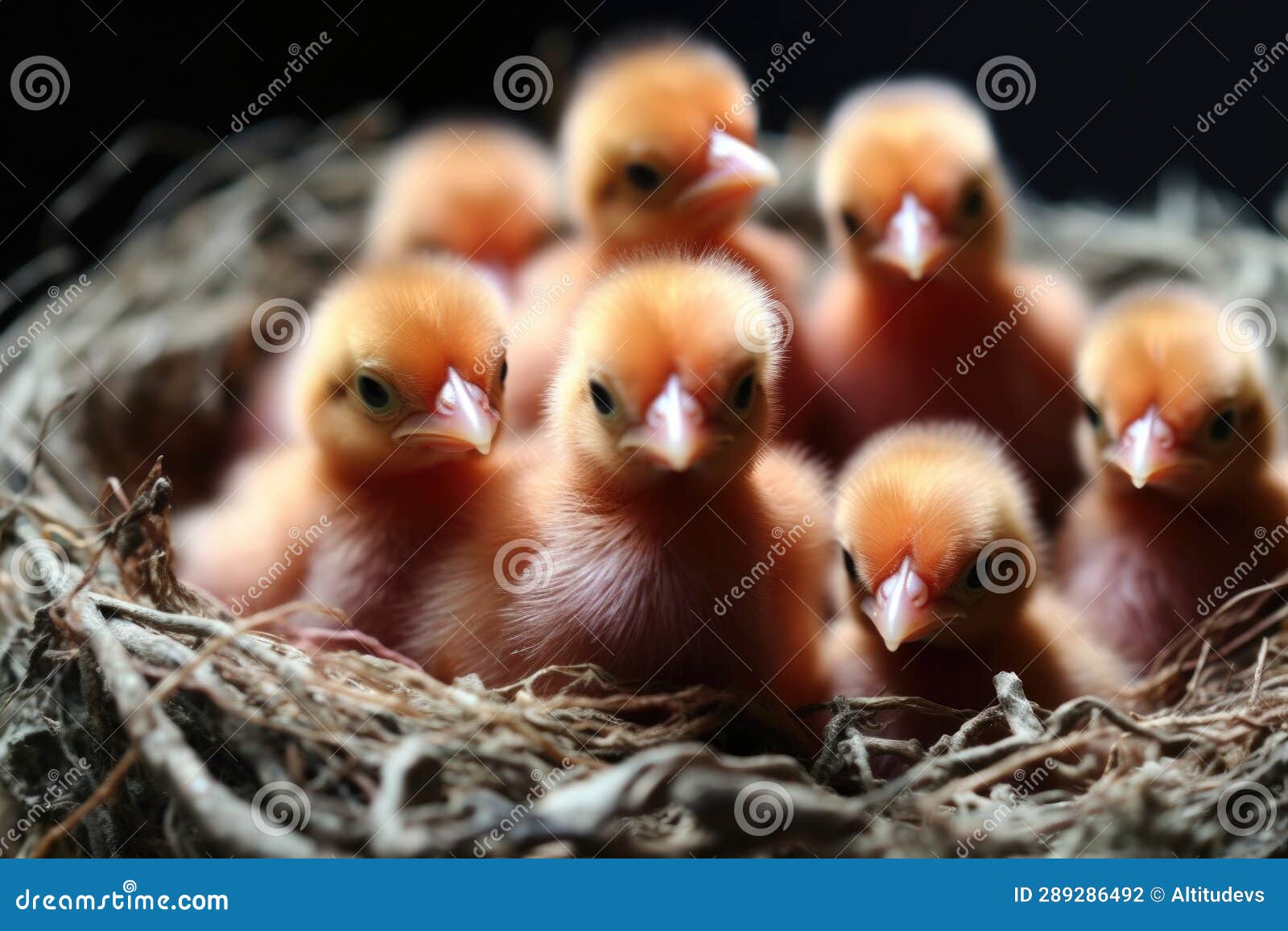 Close-up of Newly Hatched Chicks in a Nest Stock Photo - Image of ...