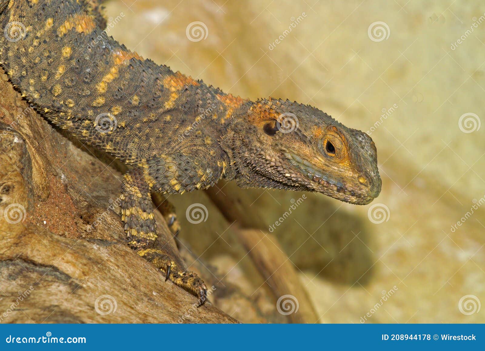 Close Up of a Nice Colored Asian Rock Agama Stock Photo - Image of ...