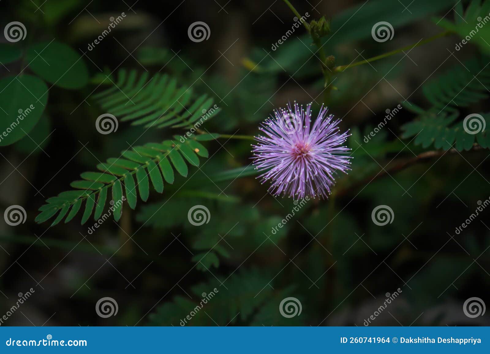 Close up nidikumba flower stock photo. Image of macro - 260741964