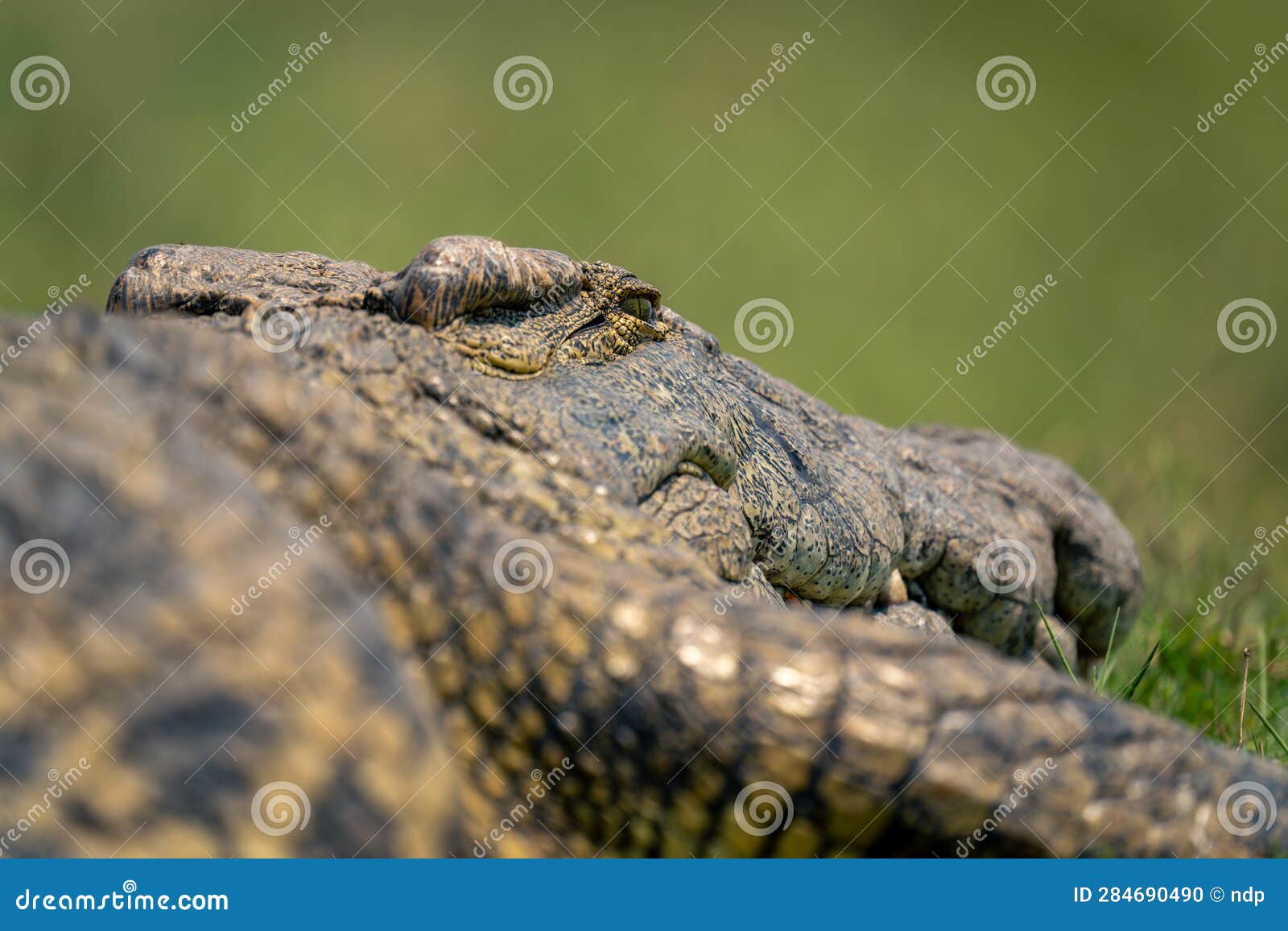 Close-up of Nile Crocodile Lying Looking Back Stock Photo - Image of ...