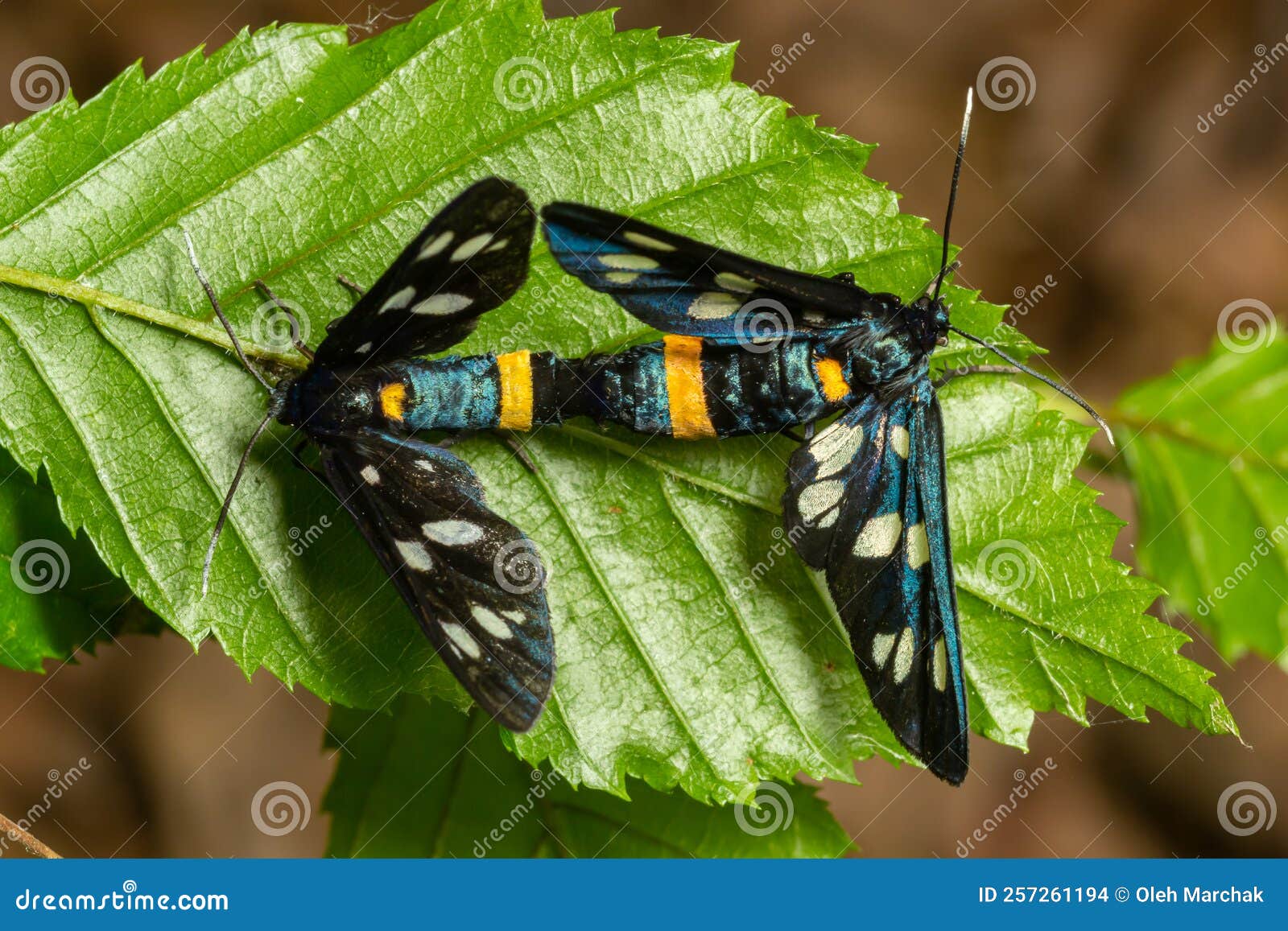 Close Up of a Nine Spotted Moth Amata Phegea with Spread Wings Stock ...