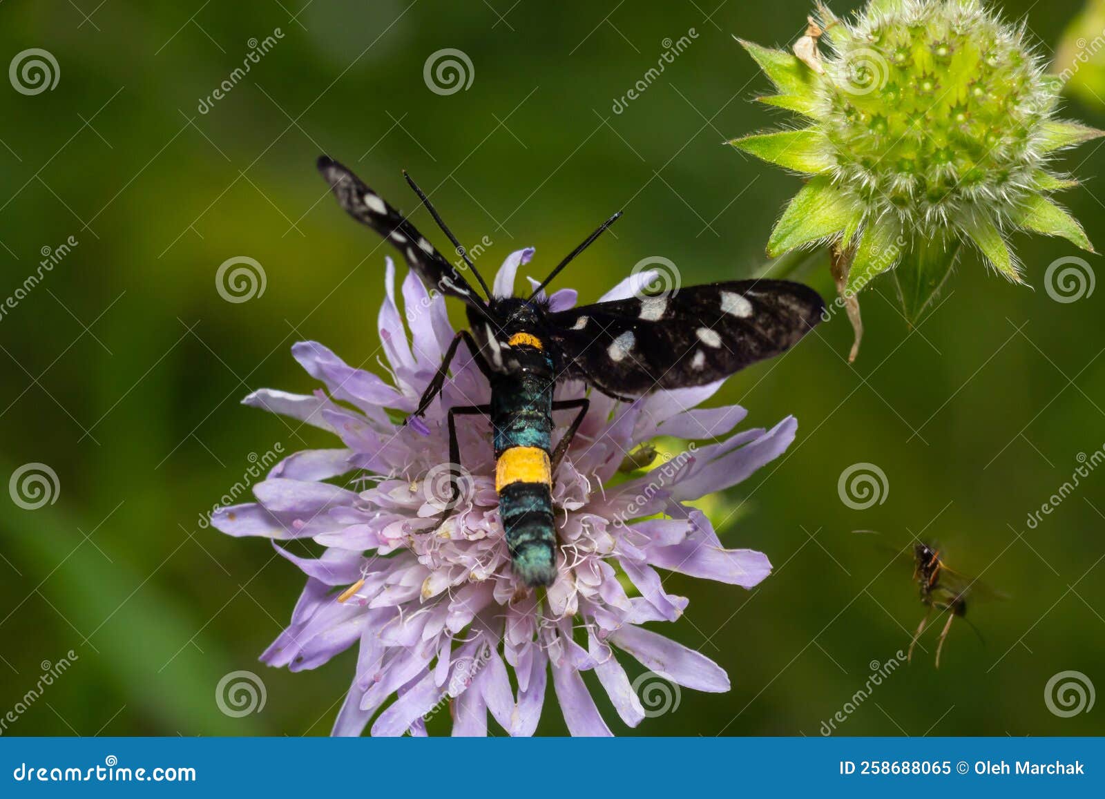 Close Up of a Nine Spotted Moth Amata Phegea with Spread Wings Stock ...