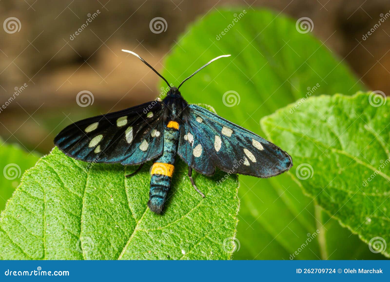 Close Up of a Nine Spotted Moth Amata Phegea with Spread Wings Stock ...
