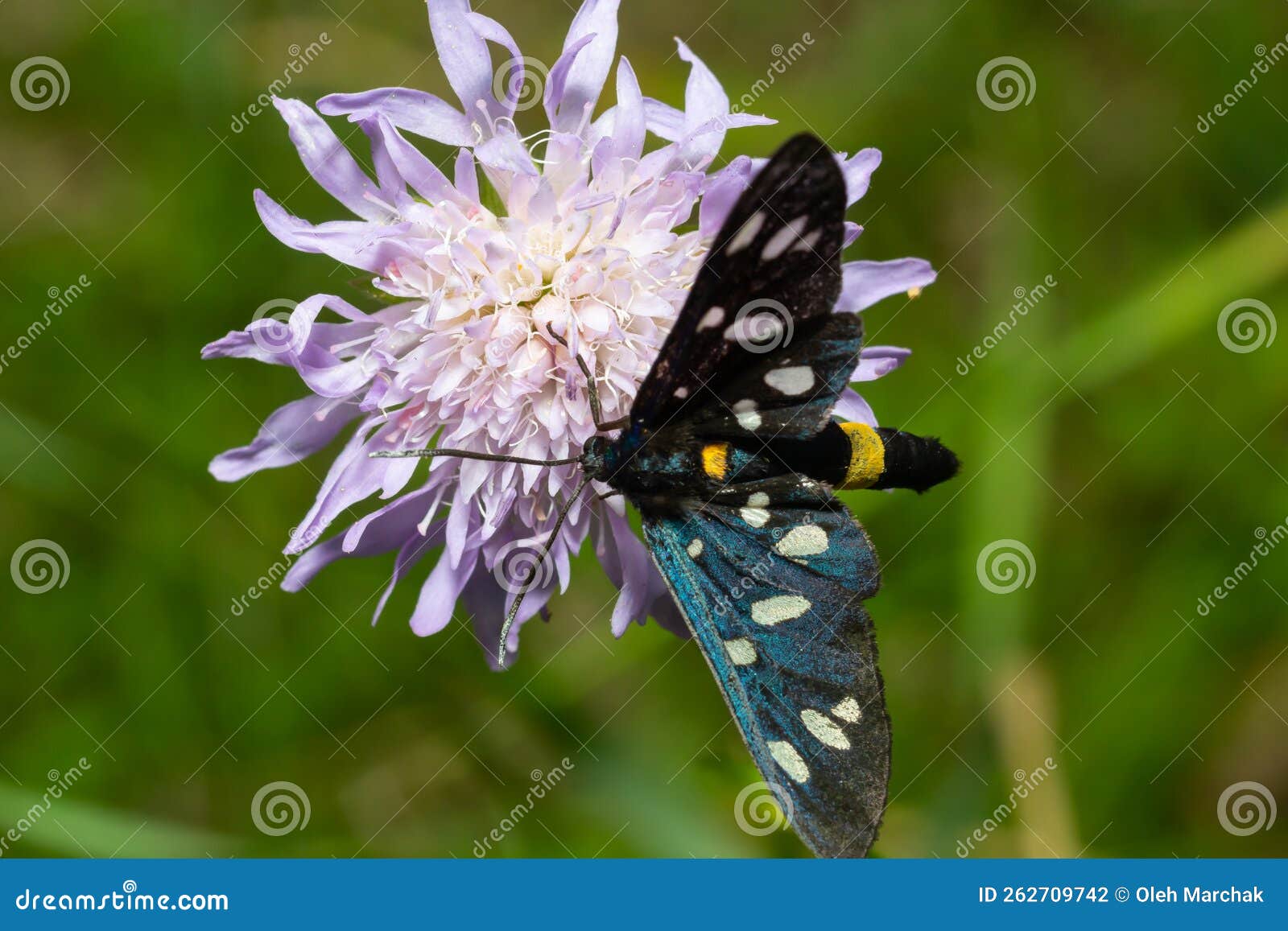 Close Up of a Nine Spotted Moth Amata Phegea with Spread Wings Stock ...