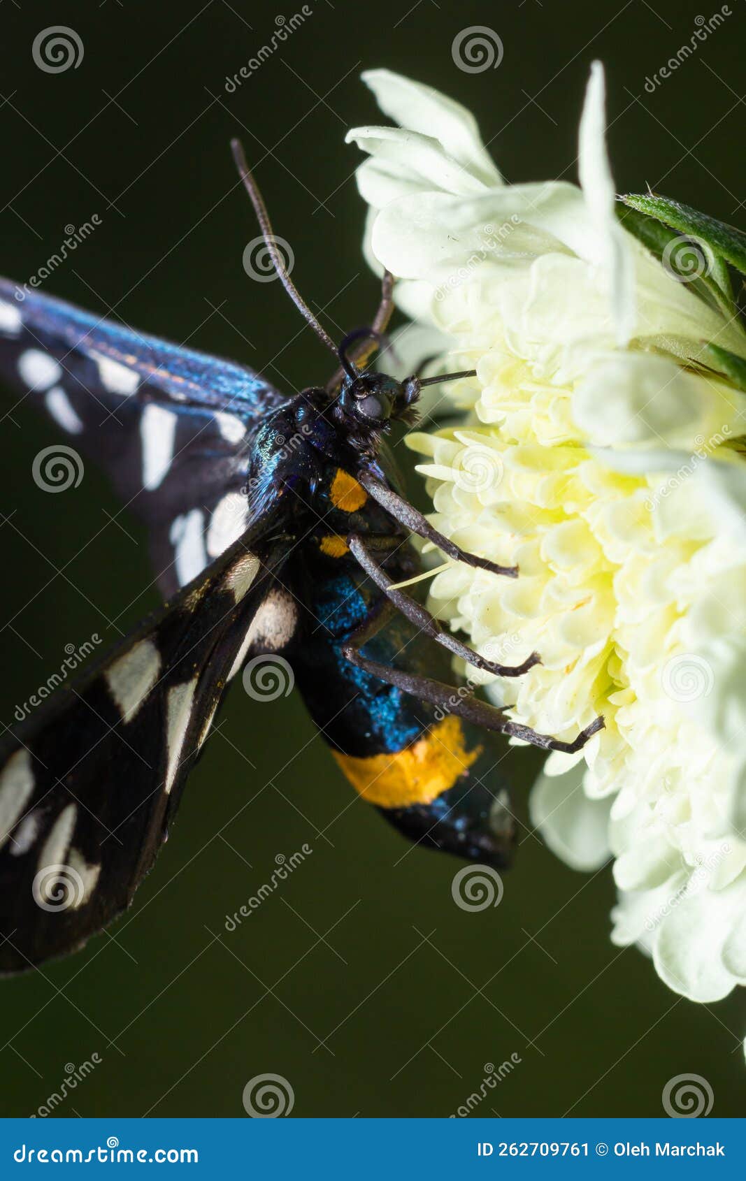 Close Up of a Nine Spotted Moth Amata Phegea with Spread Wings Stock ...