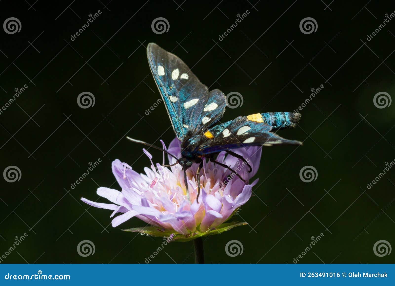 Close Up of a Nine Spotted Moth Amata Phegea with Spread Wings Stock ...