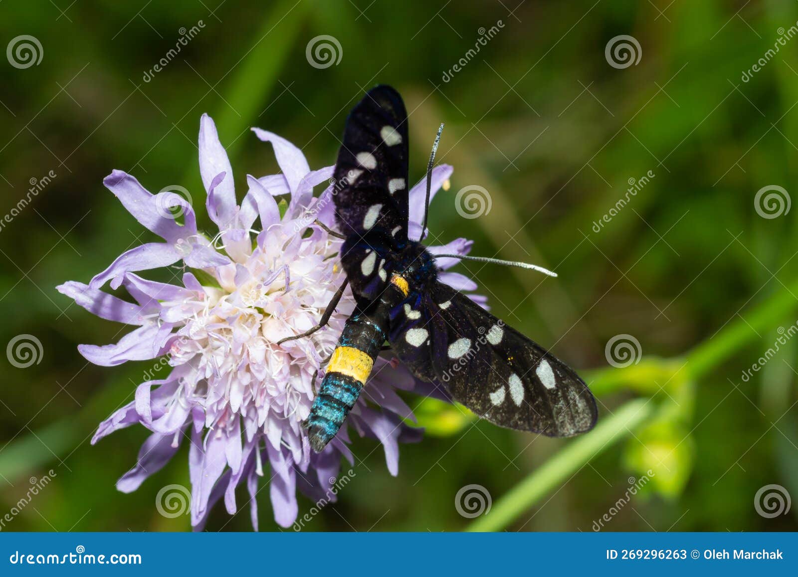 Close Up of a Nine Spotted Moth Amata Phegea with Spread Wings Stock ...