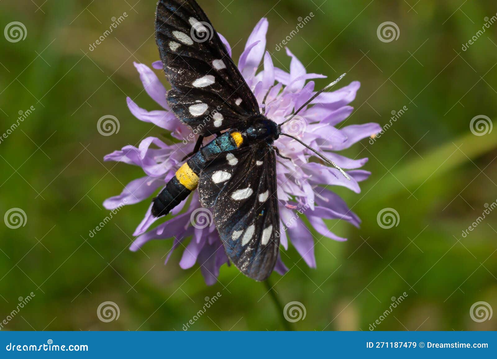 Nine-spotted Moth Or Yellow Belted Burnet Amata Phegea Mating Stock ...