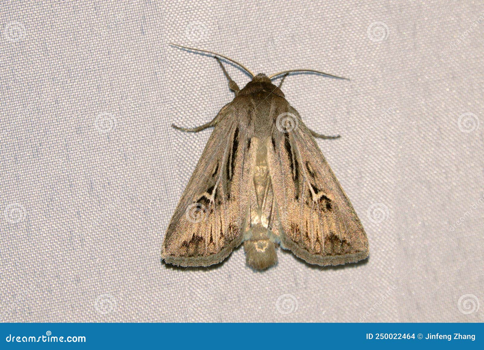 Noctuid moth stock photo. Image of striation, life, noctuidae - 250022464