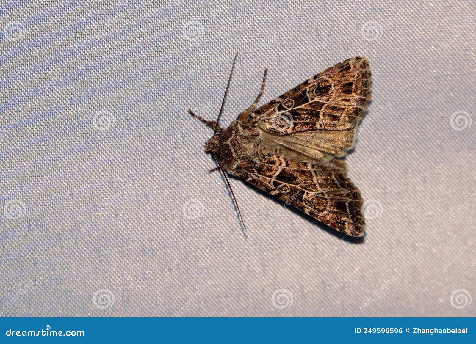 Noctuidae moth stock photo. Image of natural, insect - 249596596