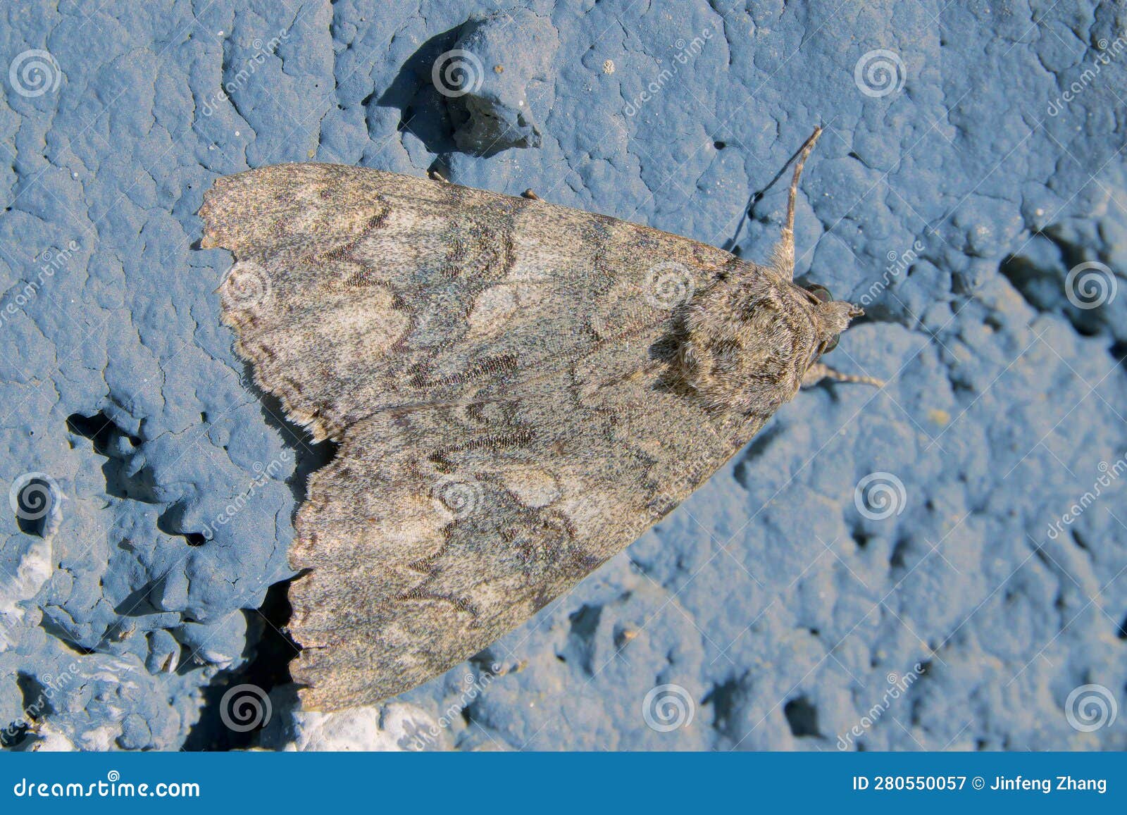 Noctuidae Moth Royalty-Free Stock Image | CartoonDealer.com #280069552
