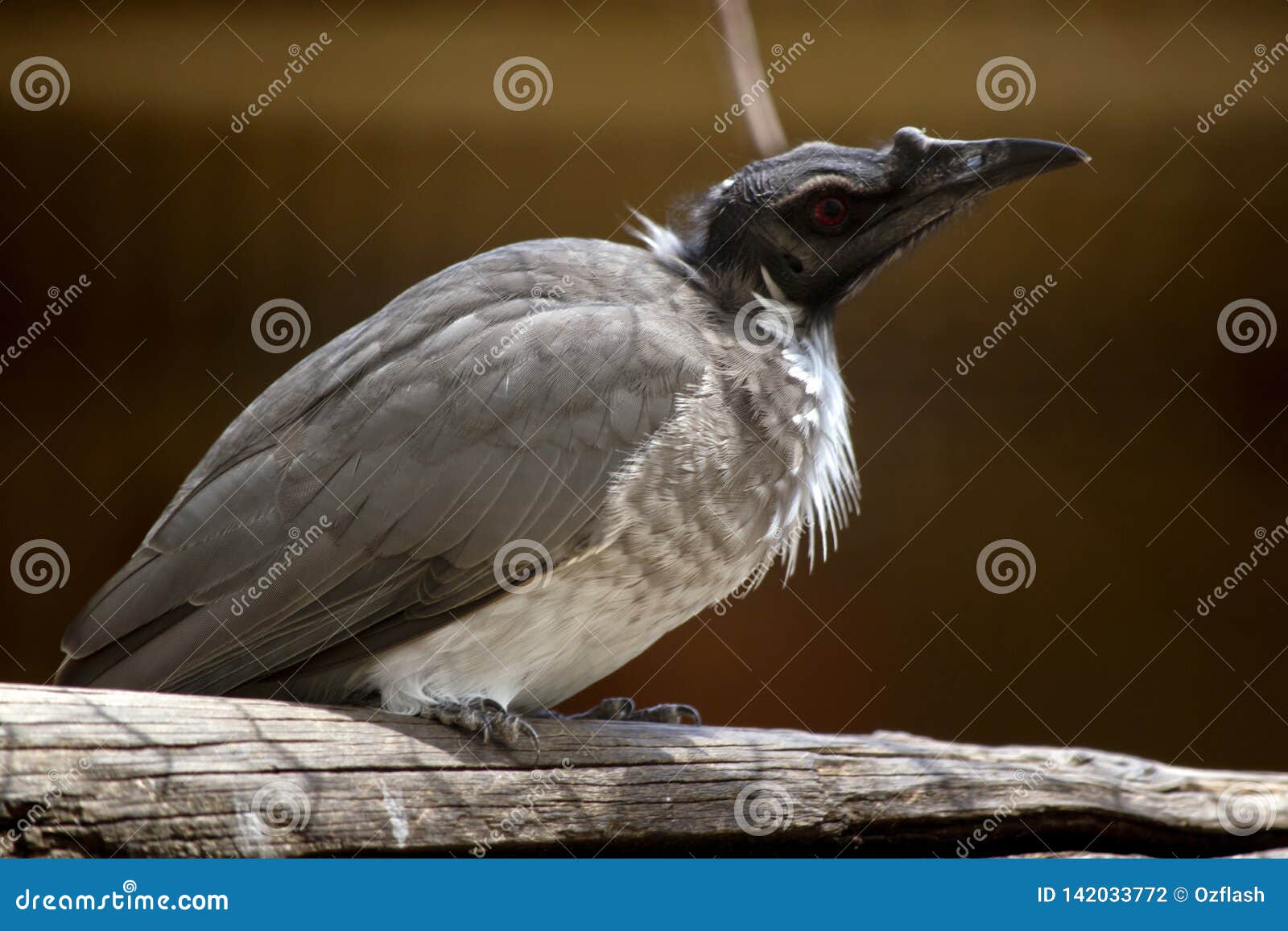 This is a Close Up of a Noisy Friar Bird Stock Photo - Image of friar ...