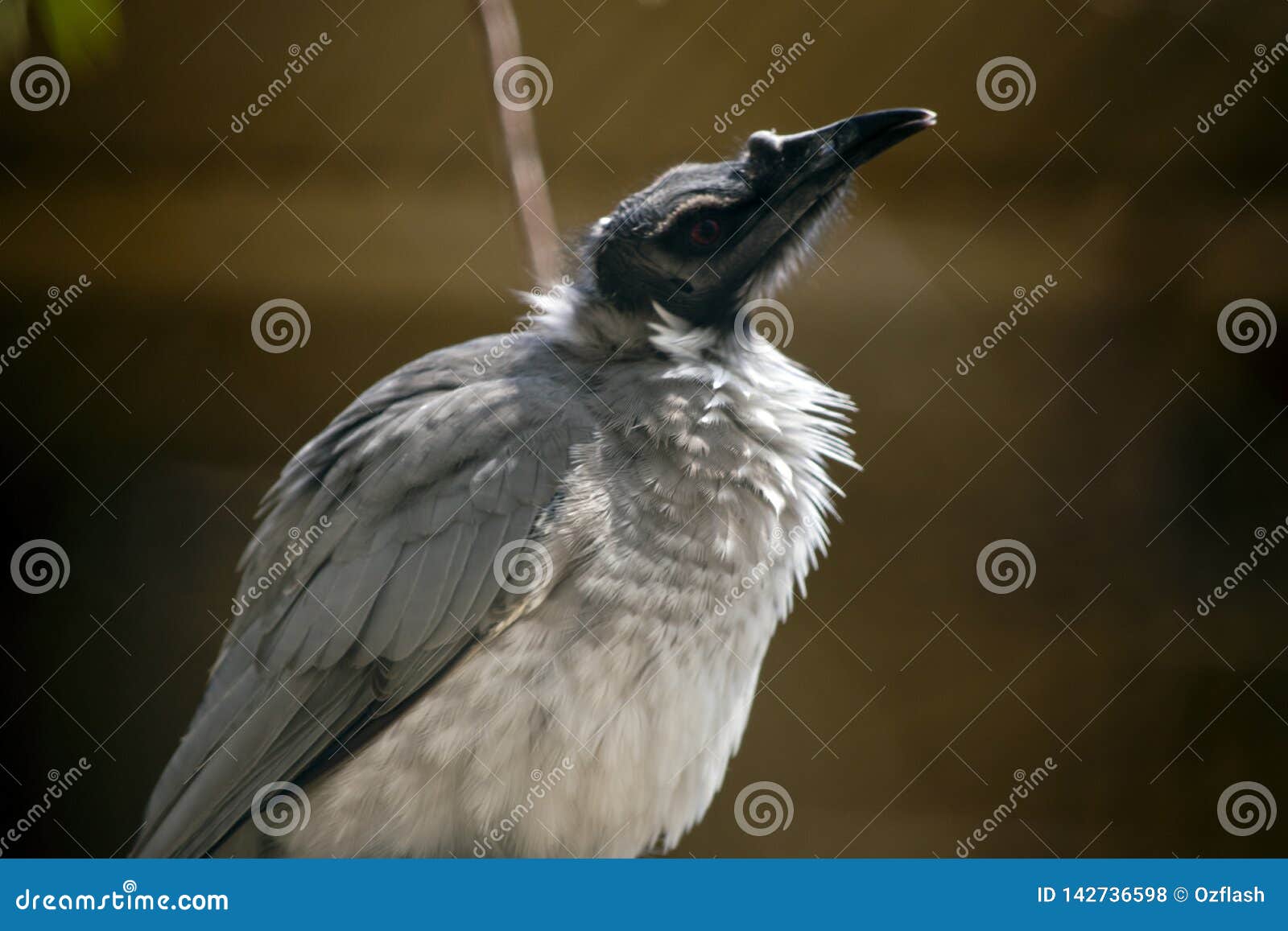 This is a Close Up of a Noisy Friar Bird Stock Photo - Image of friar ...