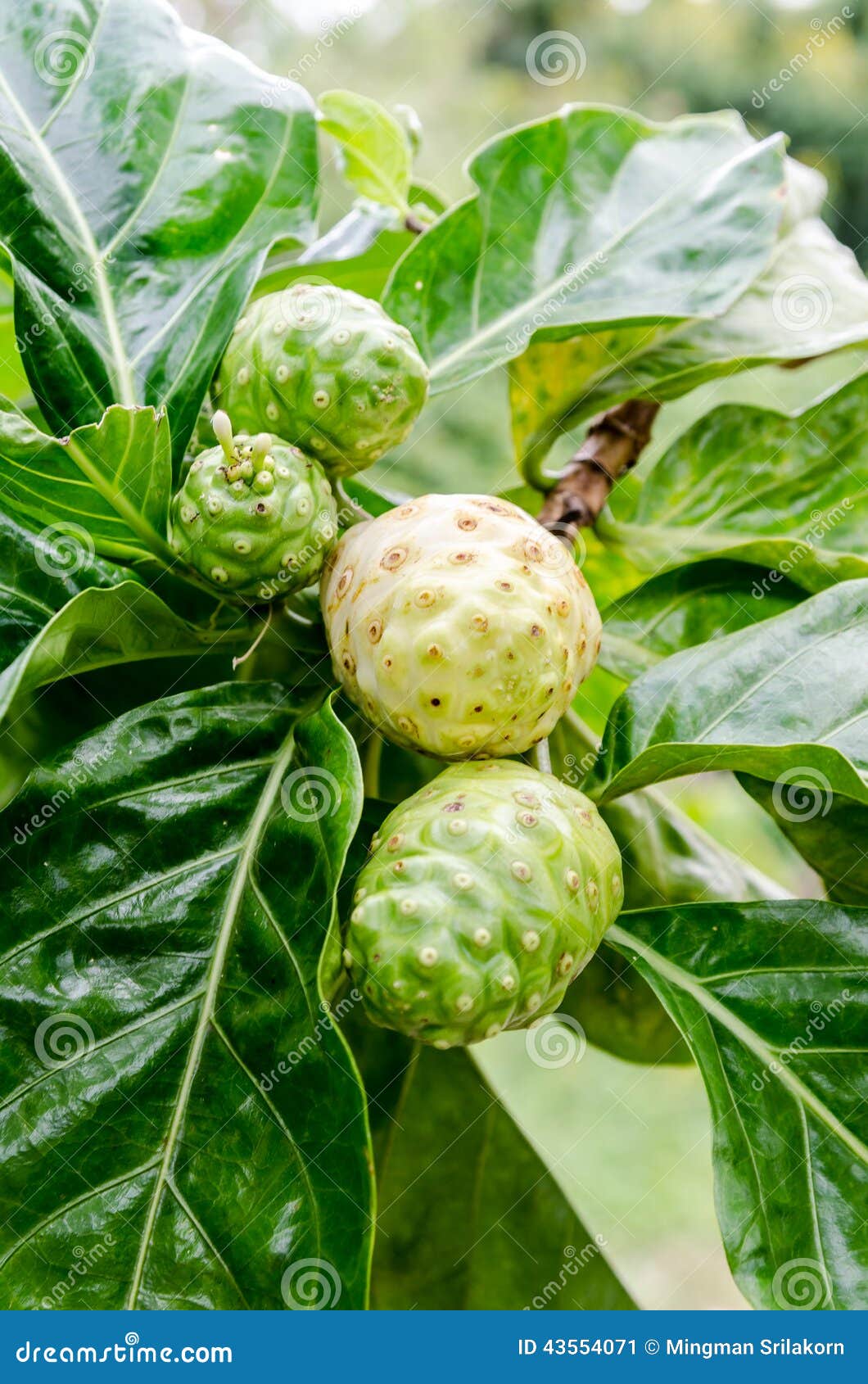 Close Up of Noni Fruit and Leaf Stock Image - Image of nutrients, fruit ...