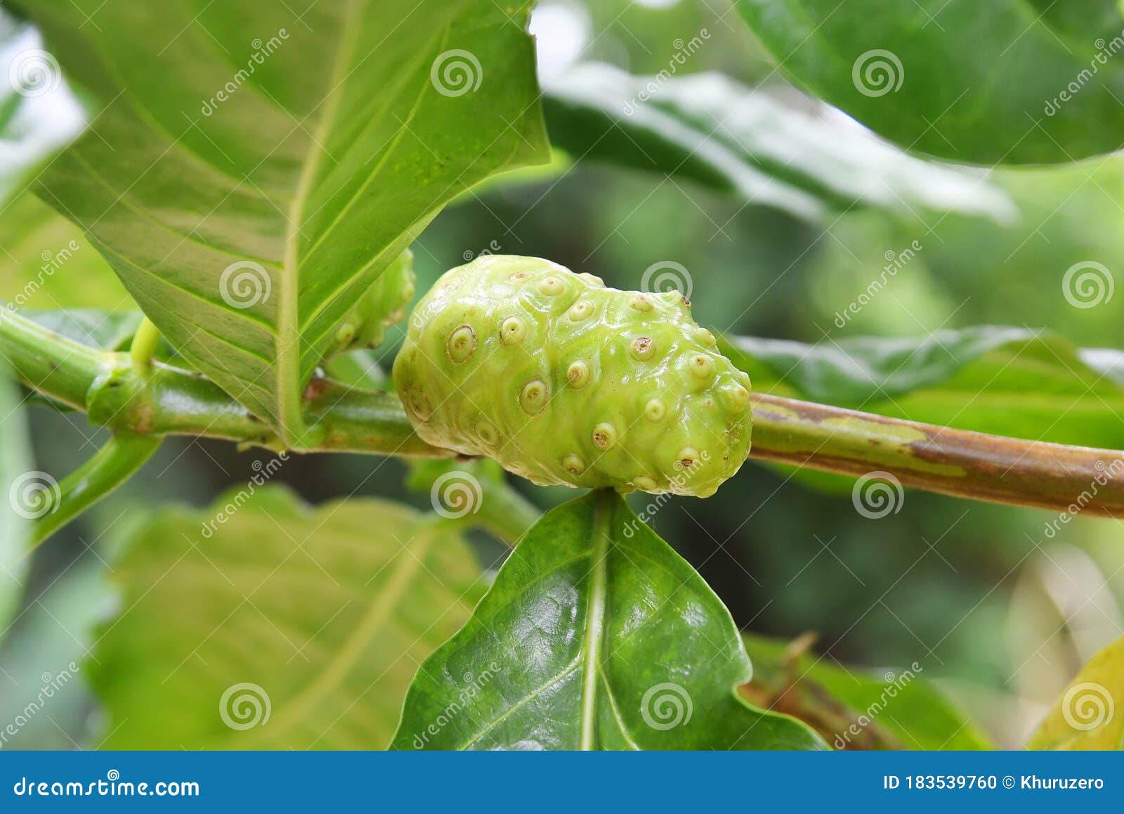 Close Up of Noni or Morinda Citrifolia Fruit Stock Photo - Image of ...