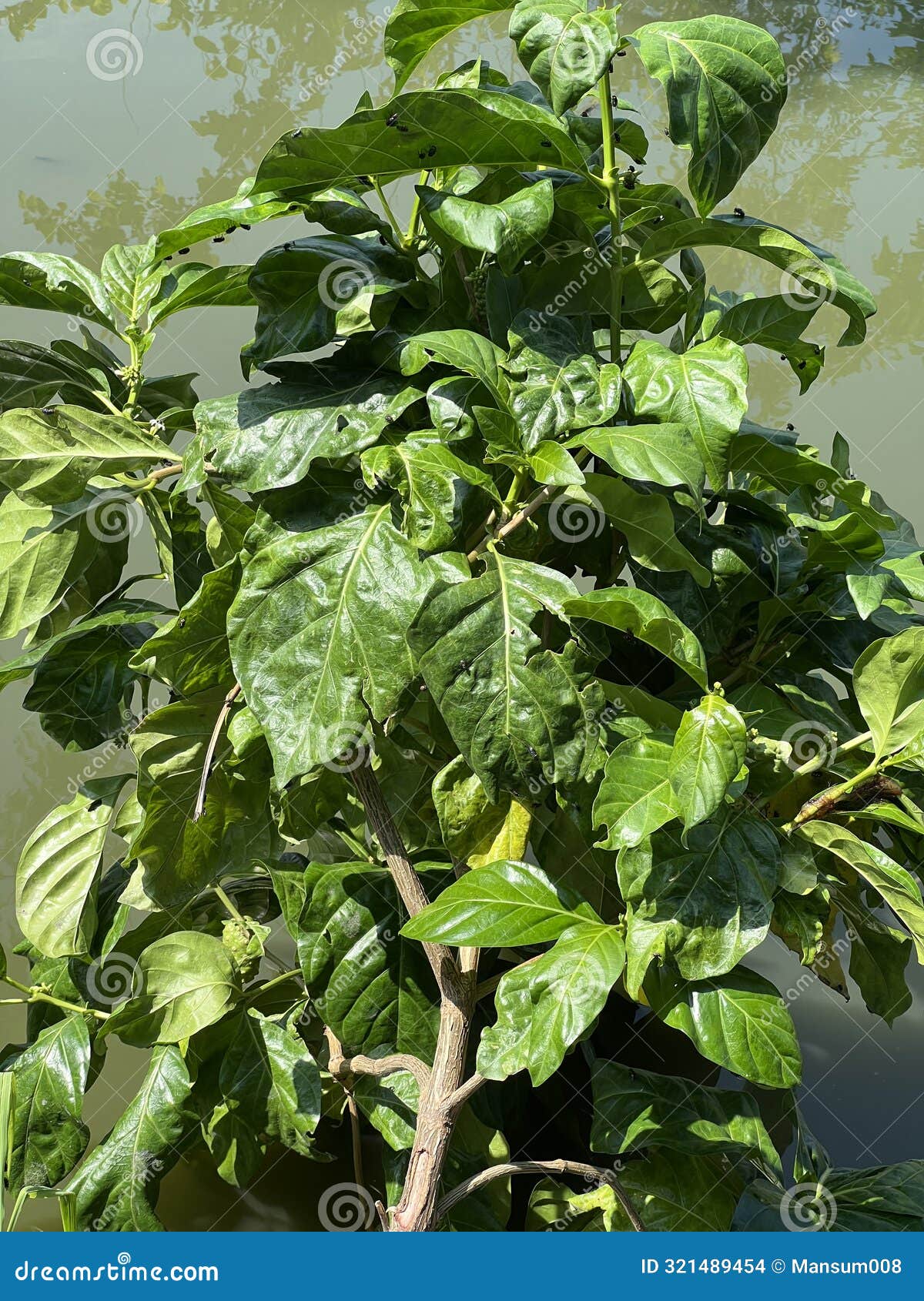 Close Up of a Noni Tree Branch Stock Photo - Image of flora, summer ...