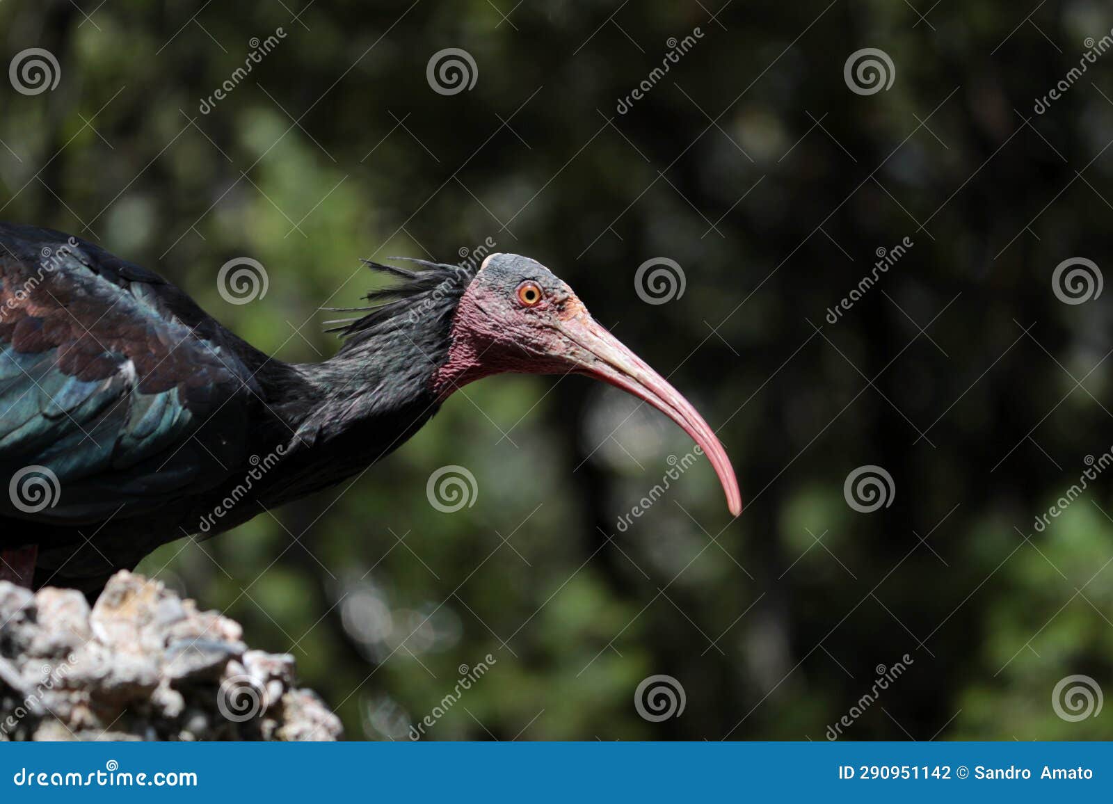 Close-up, a Northern Bald Ibis, a Species in Danger of Extinction ...
