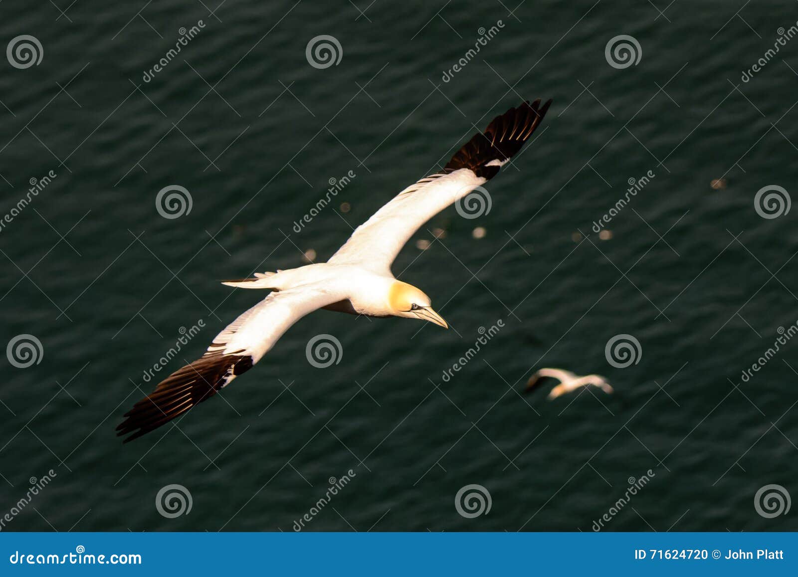 Close Up of a Northern Gannet Flying Stock Photo - Image of birds ...