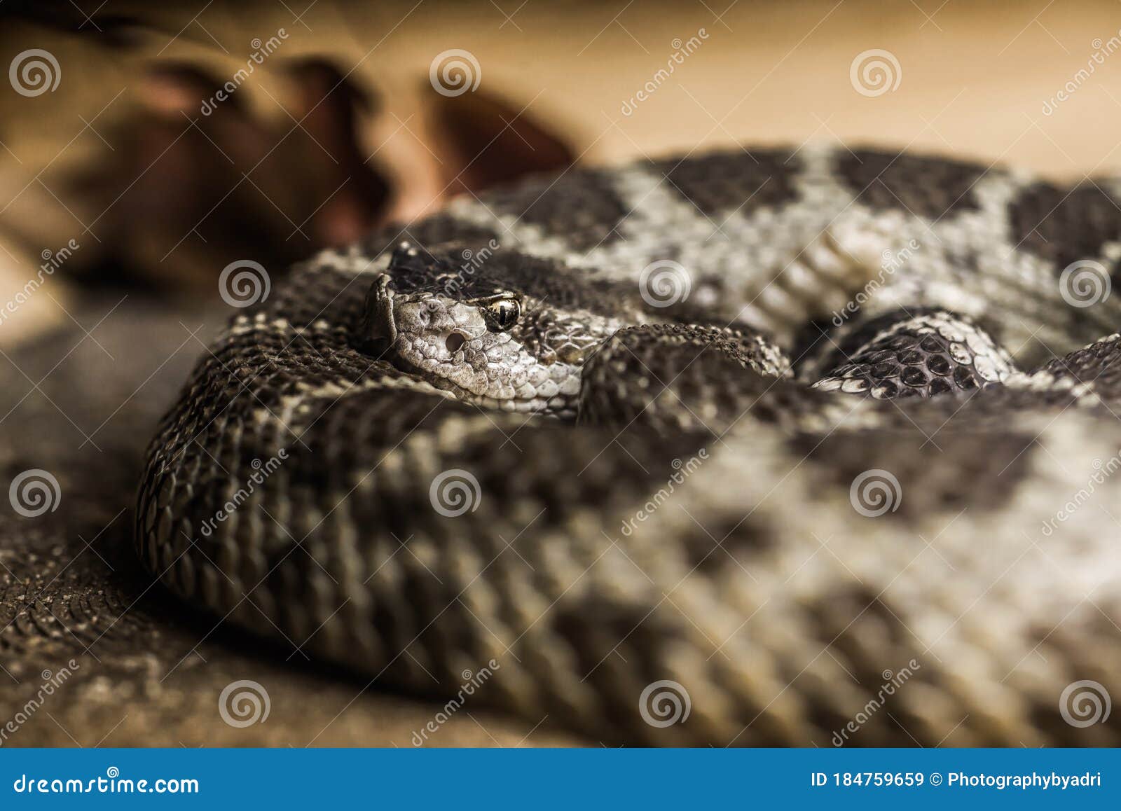 Close Up of a Northern Pacific Rattlesnake Stock Image - Image of ...