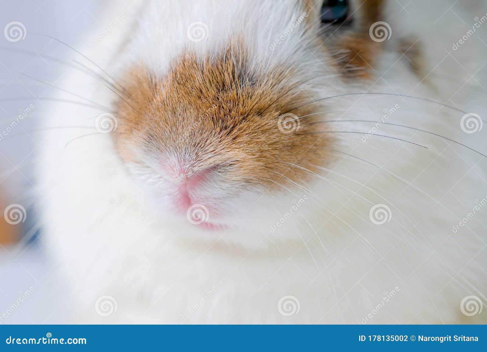 Close Up Nose of Brown and White Bunny Rabbit and it Look Calm and ...