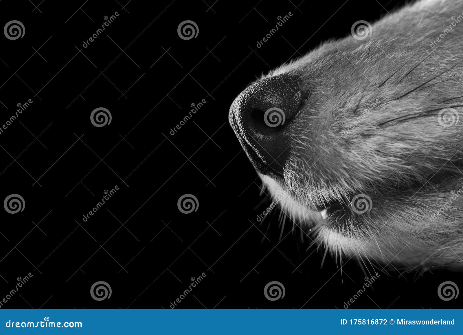 Nose of a Dog Seen from the Side in Black and White Stock Photo - Image ...